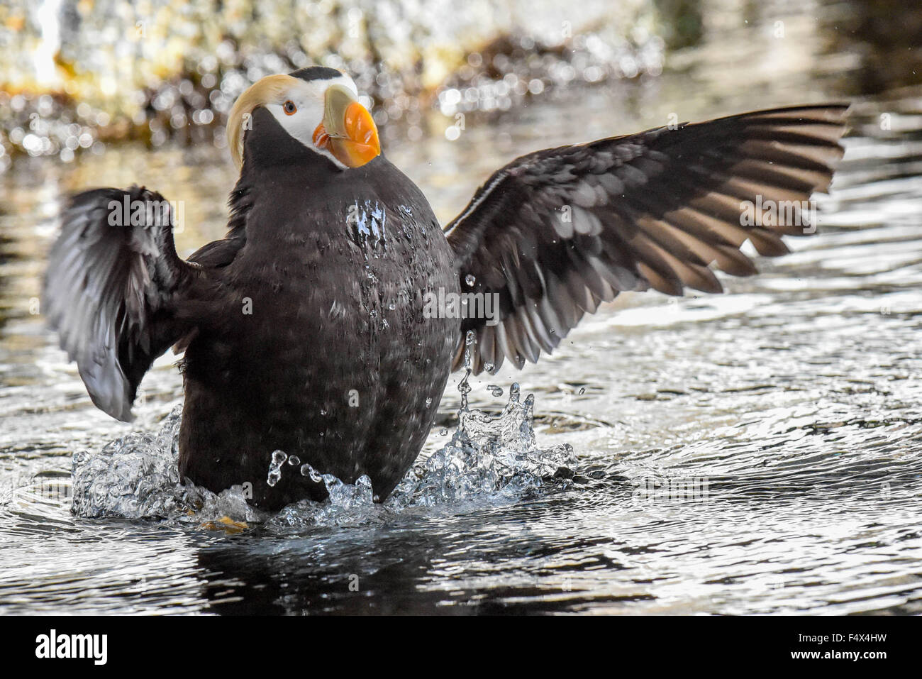 A tufted puffin / crested puffin with summer plumage / Fratercula with ...