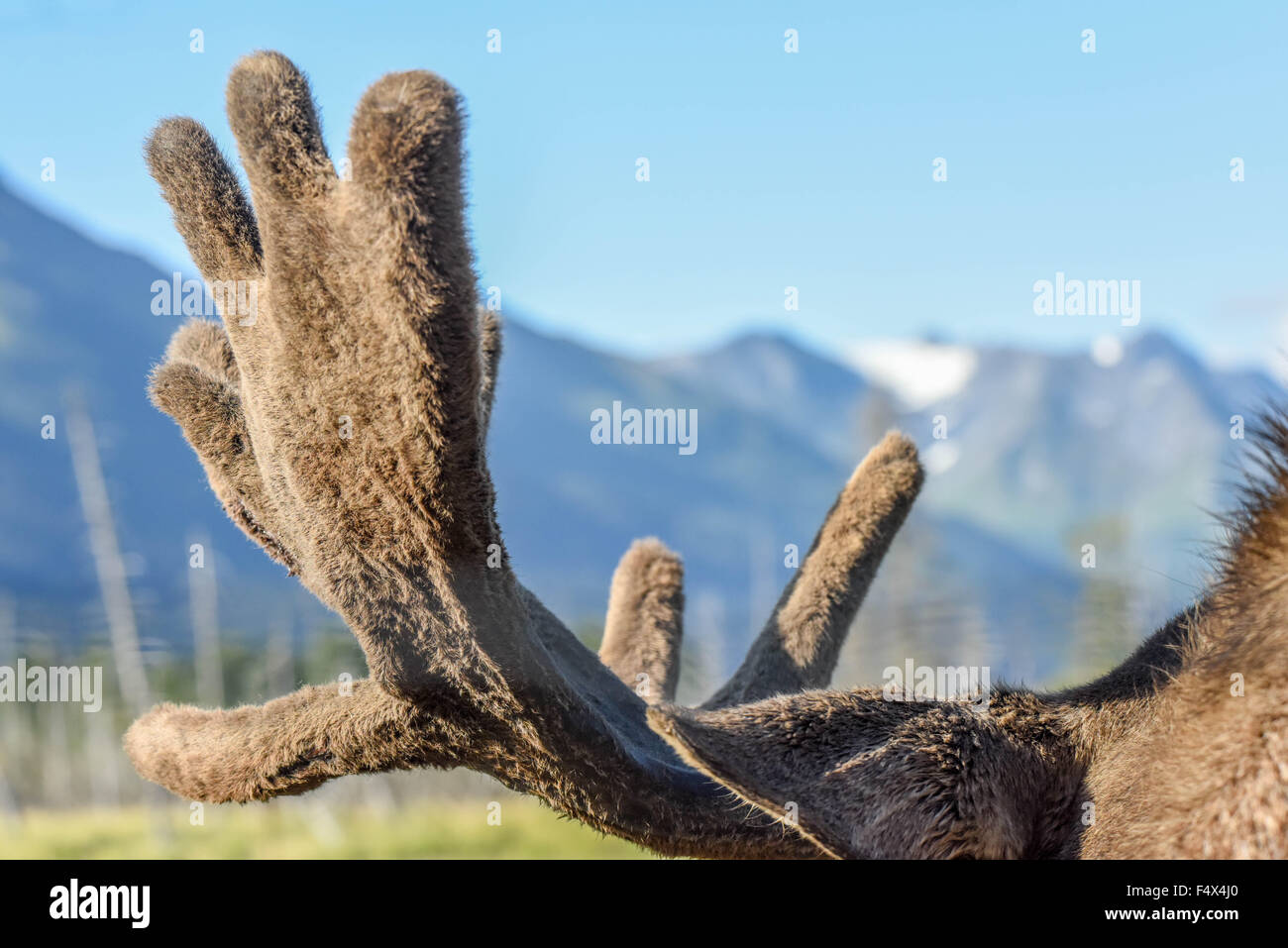 Alaskan Bull Moose Stock Photos & Alaskan Bull Moose Stock Images - Alamy