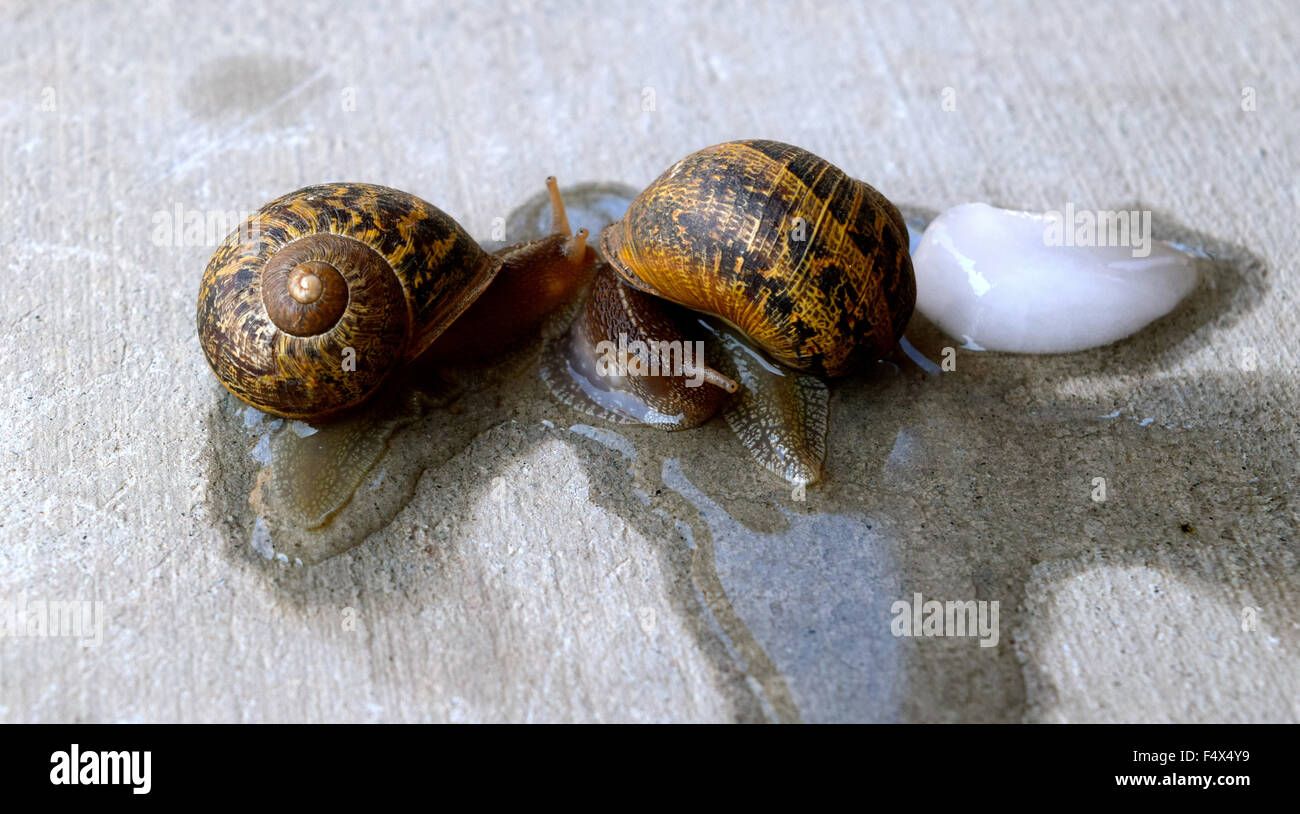 Concrete snail hi-res stock photography and images - Alamy