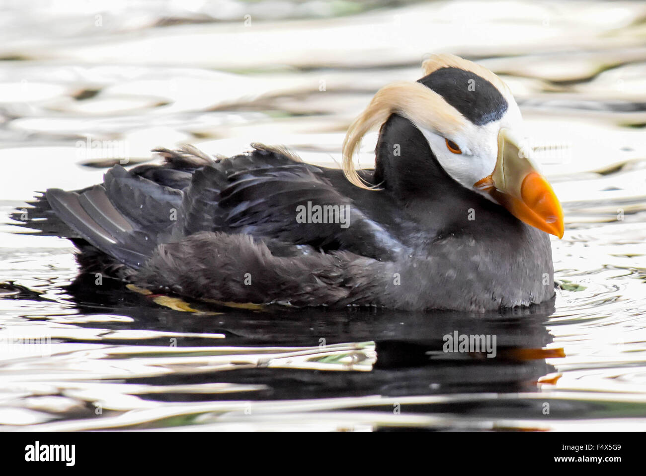 Crested puffins hi-res stock photography and images - Alamy