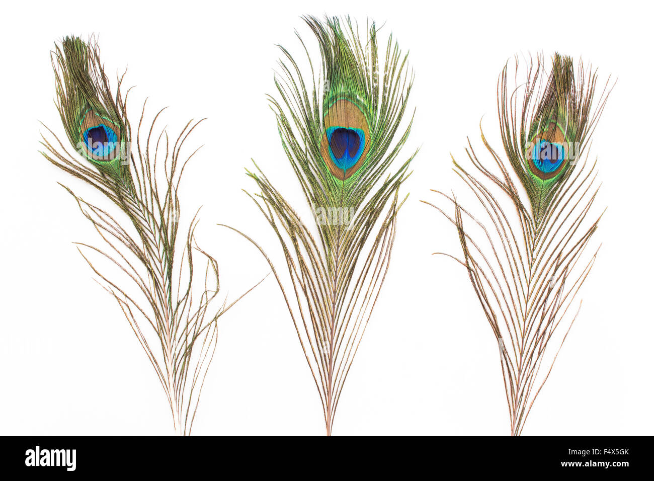 Peacock feathers isolated on white Stock Photo - Alamy