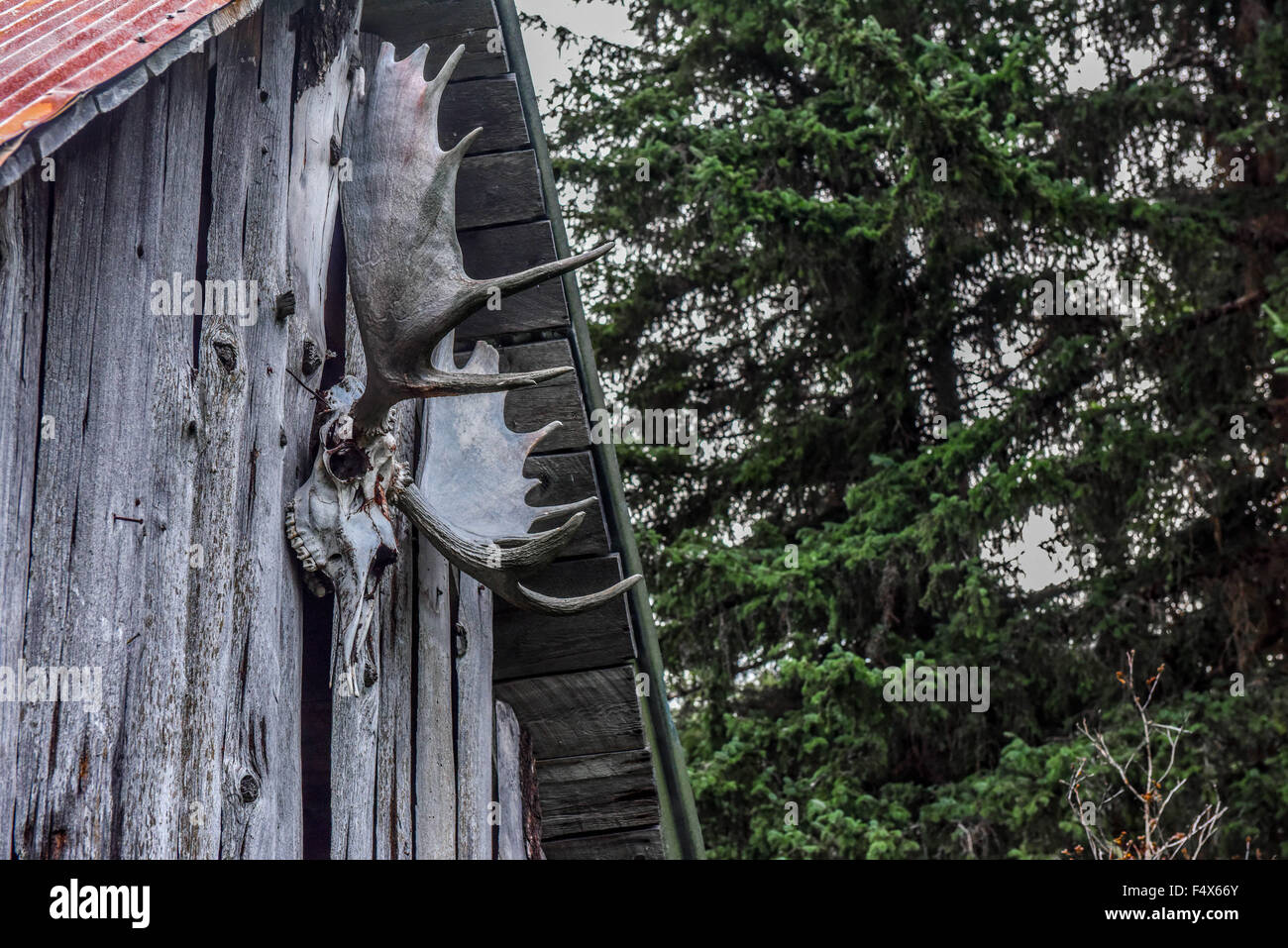 Moose Skull High Resolution Stock Photography and Images - Alamy