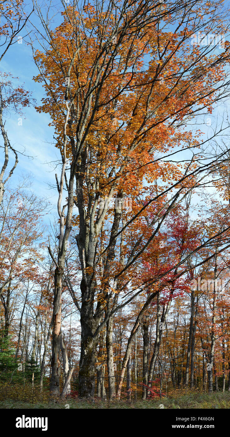 Vertical panorama of a tall maple tree in autumn / fall season Stock ...