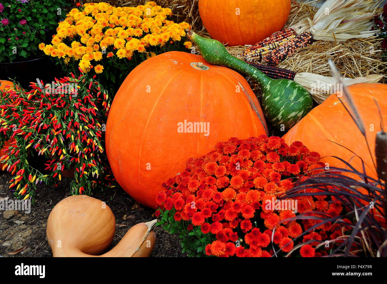 Bird-in-Hand, Pennsylvania: Autumn display of Chrysanthemums, pumpkins ...