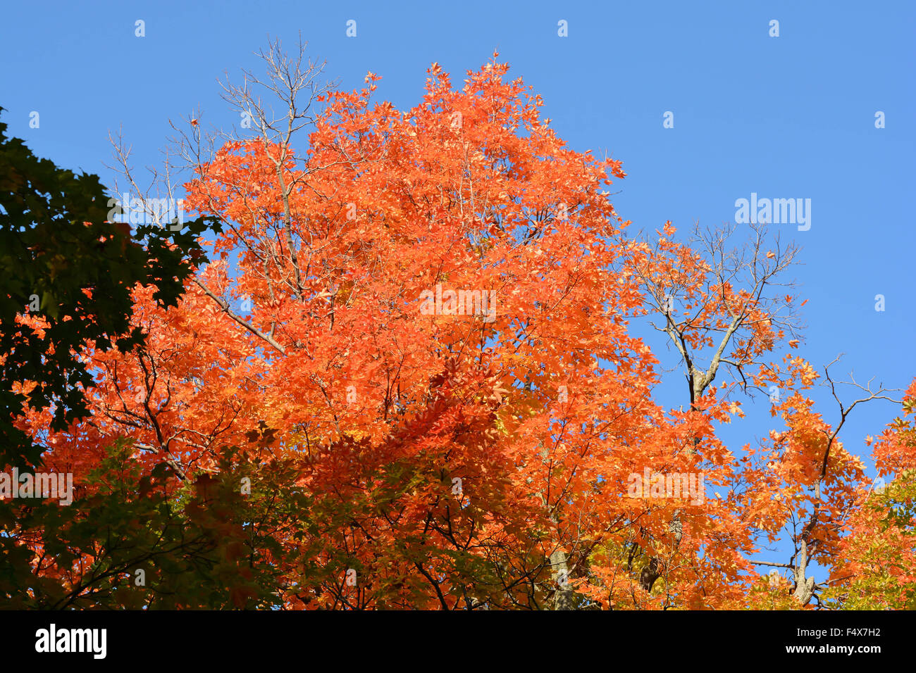 Autumn Orange: Fall Leaves on a Tree Stock Photo - Alamy