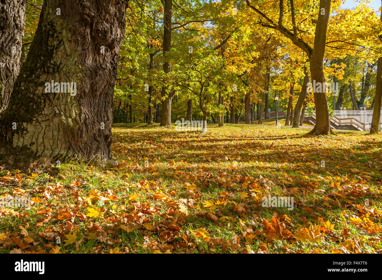 Autumn Tree In The Park Stock Photo - Alamy