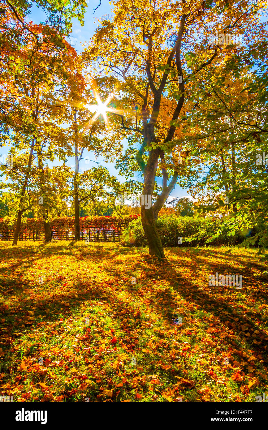 Autumn Sun Shining Through The Maple Tree Stock Photo - Alamy