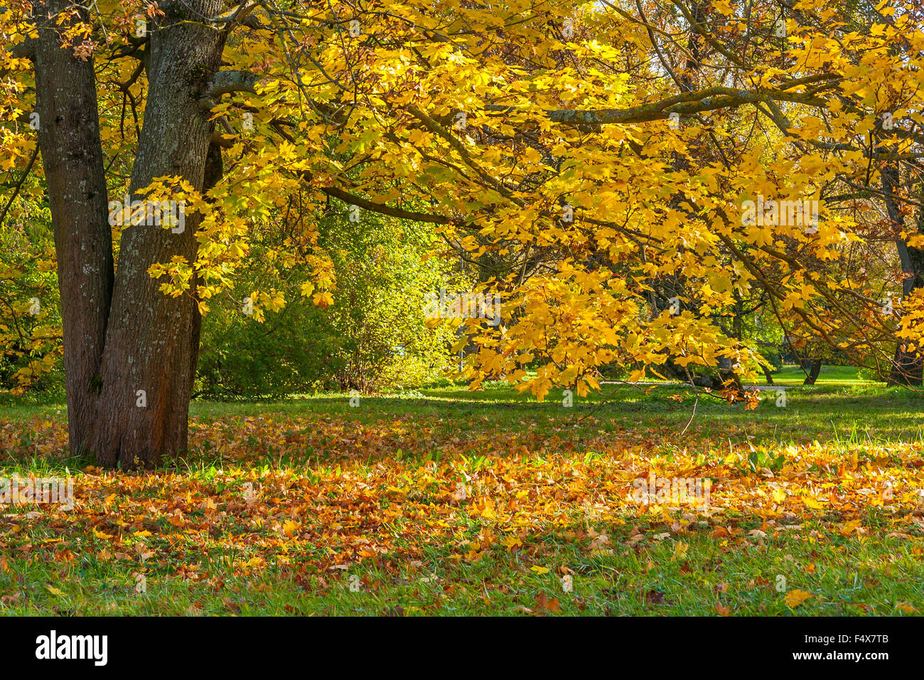 Golden Autumn Tree Stock Photo - Alamy