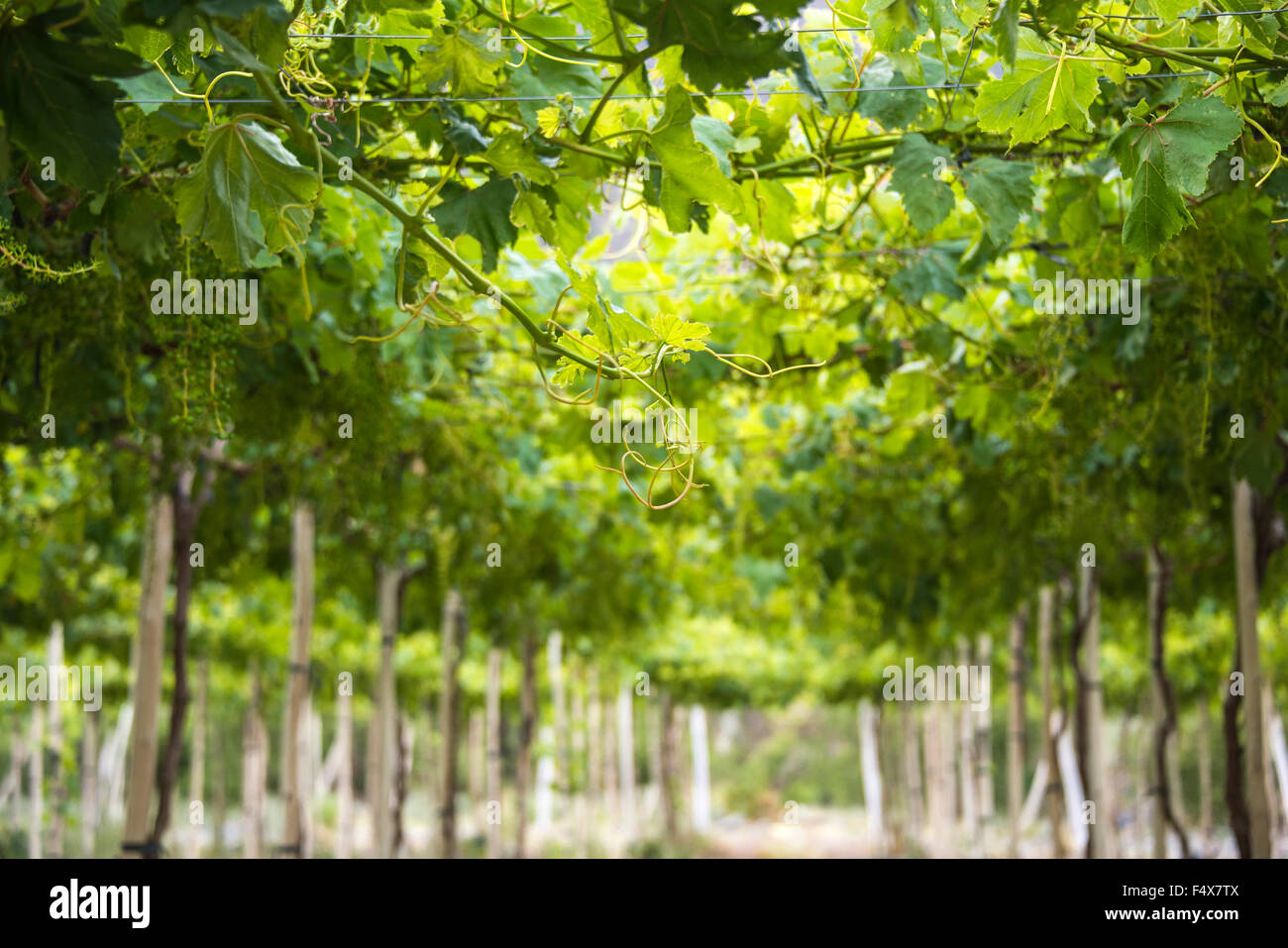 Spring Vineyard when Grapevine flower are transforming into a grape ...