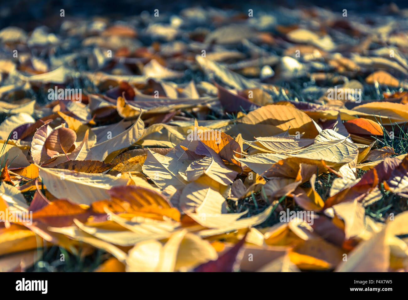 Colorful fall leaves on the ground hi-res stock photography and images ...