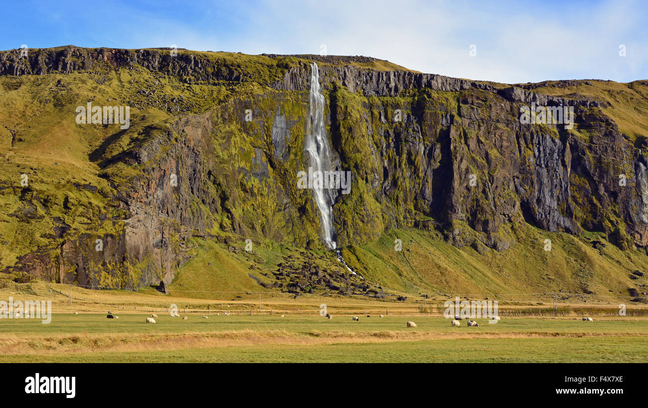 Sheep grazing in front of rocky cliffs and waterfall just east of ...