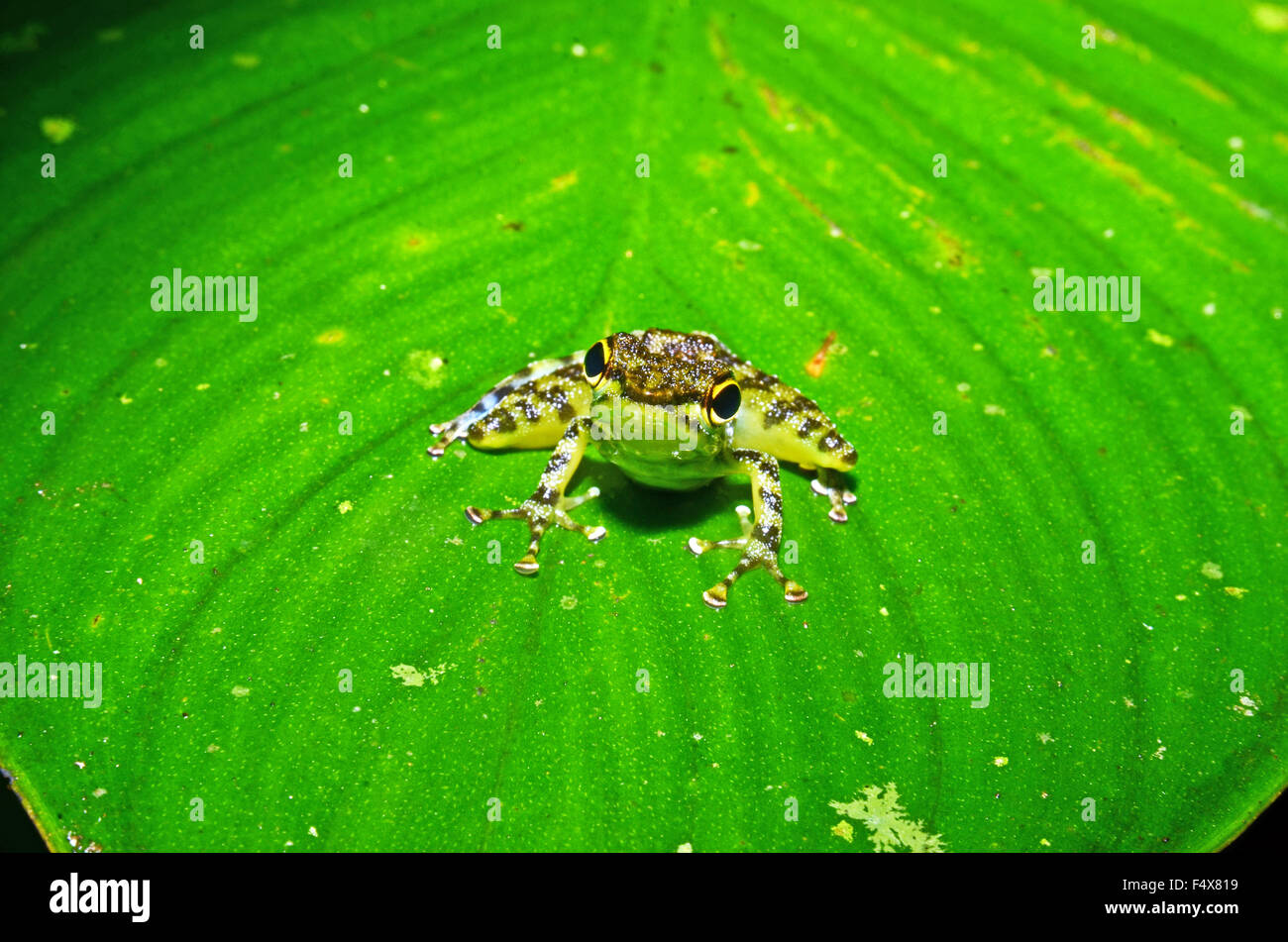 Juvenile Black-Spotted Rock Frog (Staurois natator), Gunung Gading ...