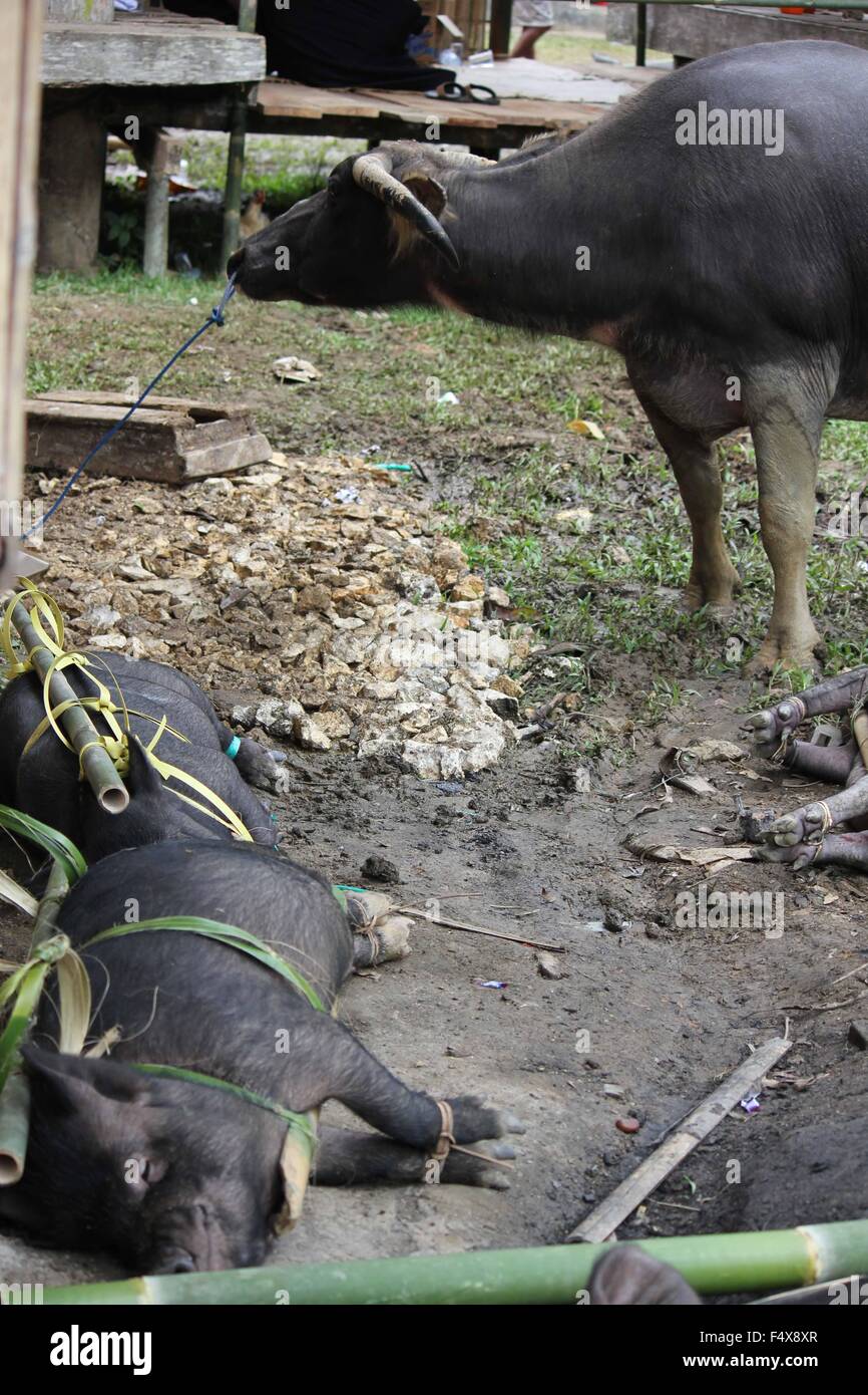 TANA TORAJA, INDONESIA - JULY 3 2012: Two pigs and a buffalo waiting to ...