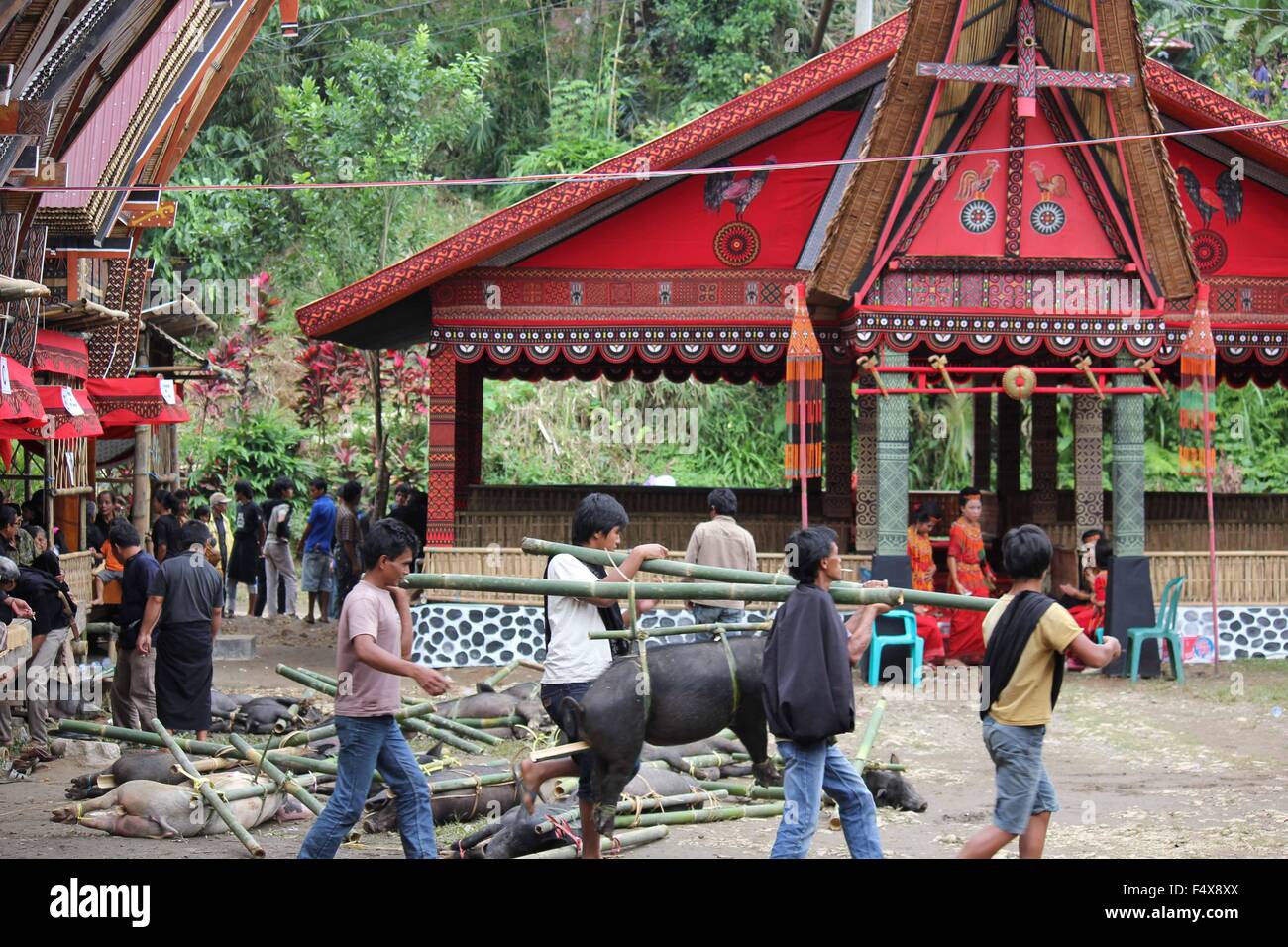 Torajan culture hi-res stock photography and images - Alamy