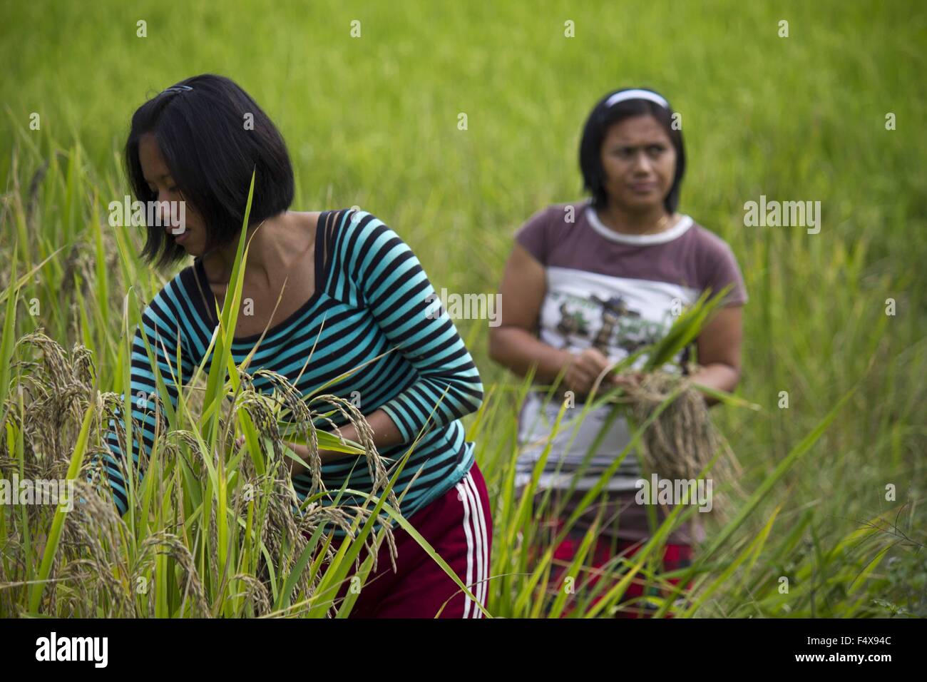 Pick up rice hi-res stock photography and images - Alamy