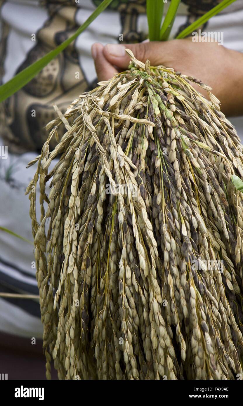 SULAWESI, INDONESIA - JULY 3 2012: Close up oh a woman hand collecting ...