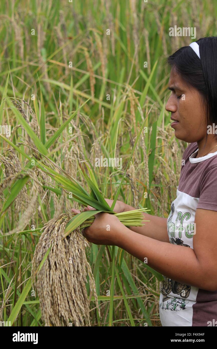 SULAWESI, INDONESIA - JULY 3 2012: Farmer manually pick up rice in a ...