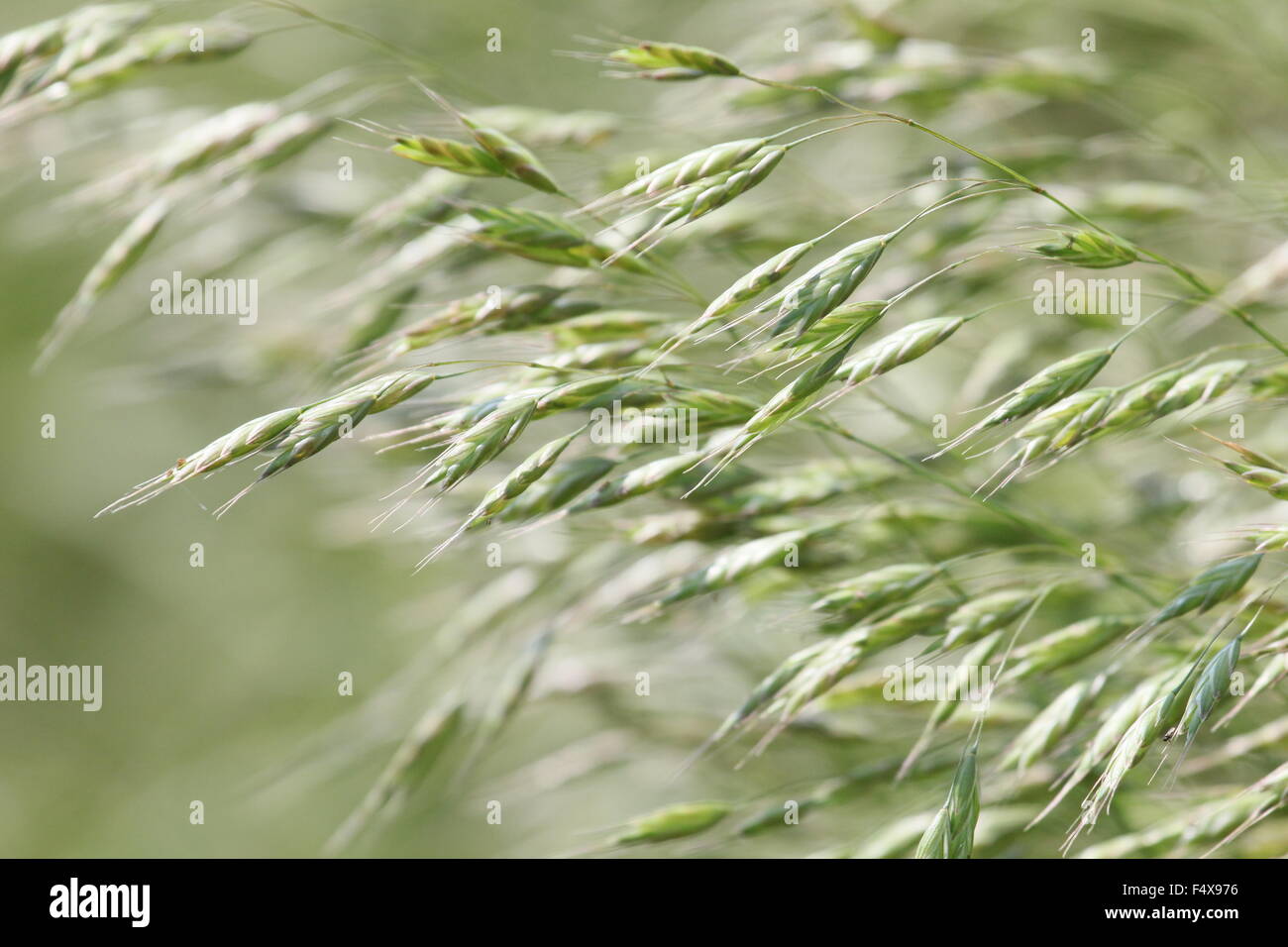Tall grass blowing in the wind Stock Photo - Alamy