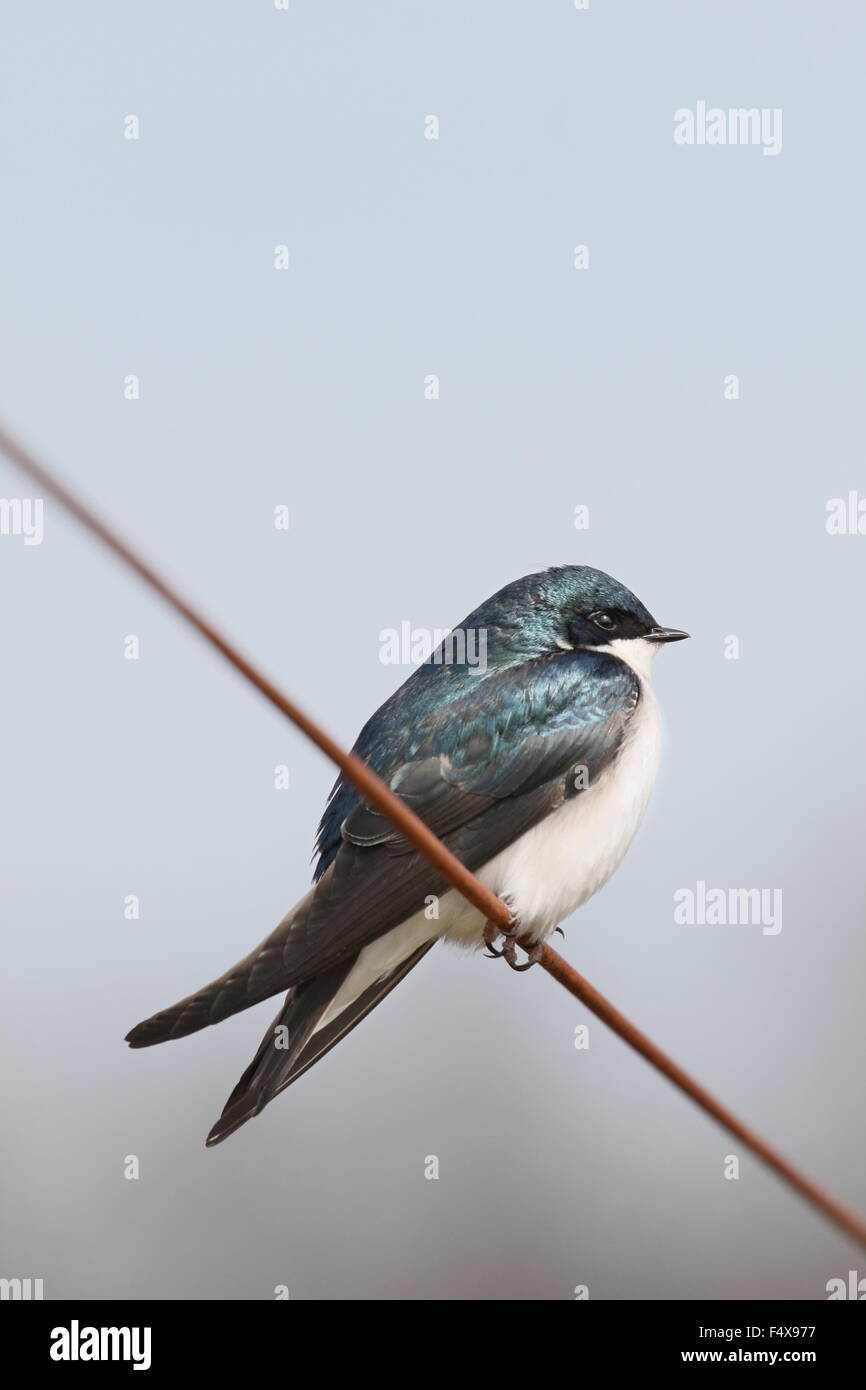 Swallow wing display hi-res stock photography and images - Alamy