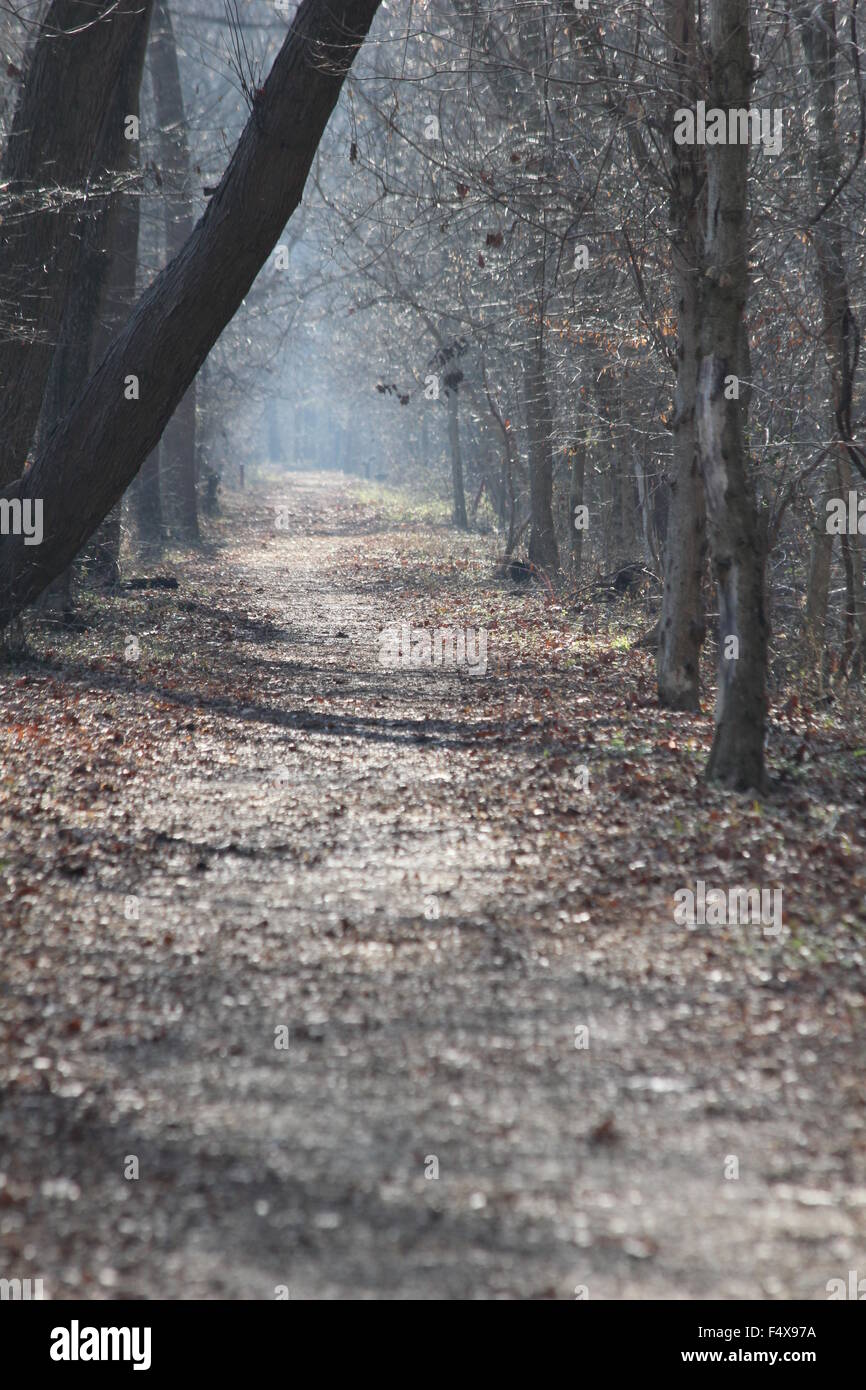 Dry forest path Stock Photo - Alamy
