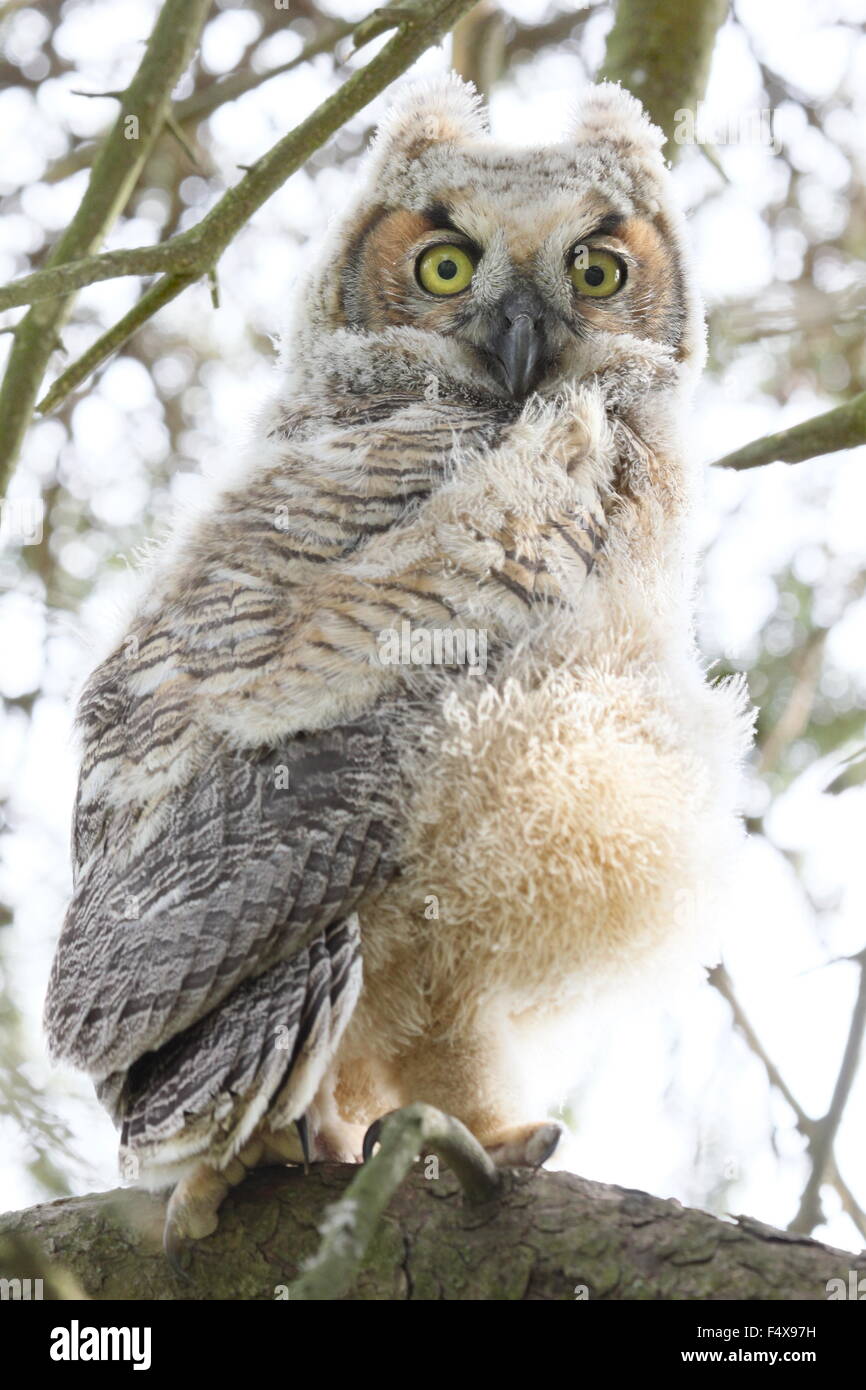 Night vision camera wildlife hi-res stock photography and images - Alamy