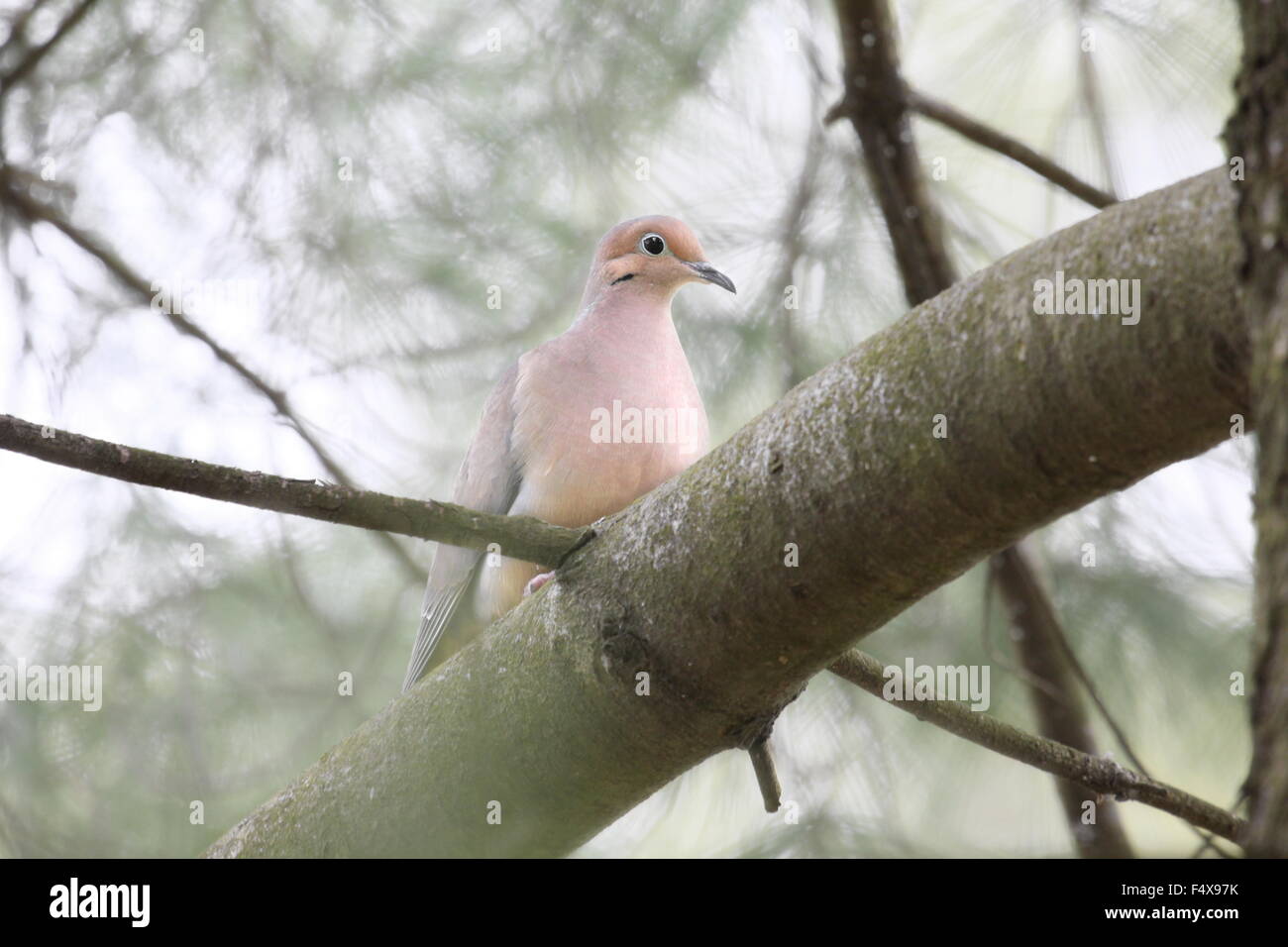 Bird looking down from tree hi-res stock photography and images - Alamy
