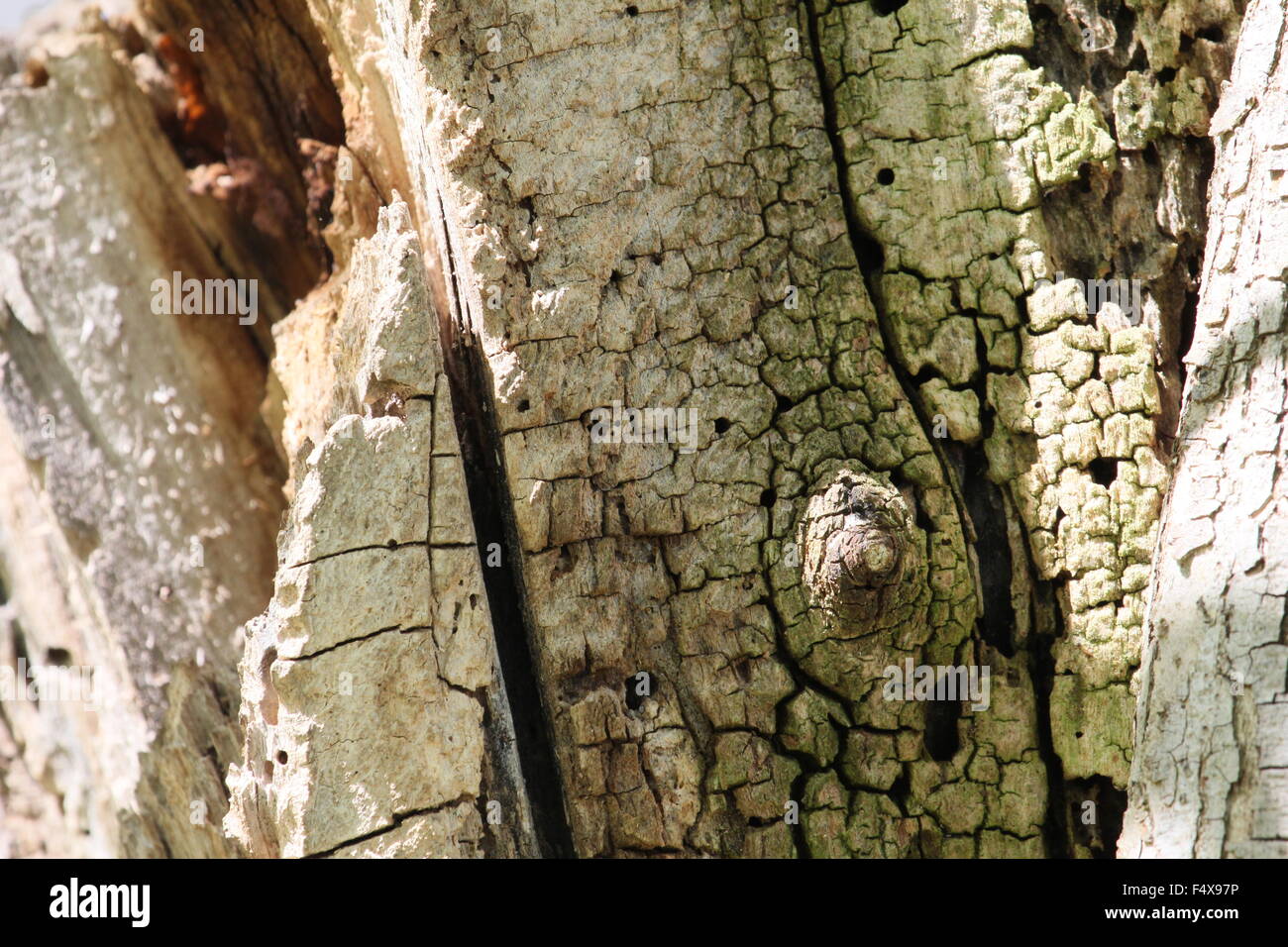 Closeup of a dead tree trunk Stock Photo - Alamy