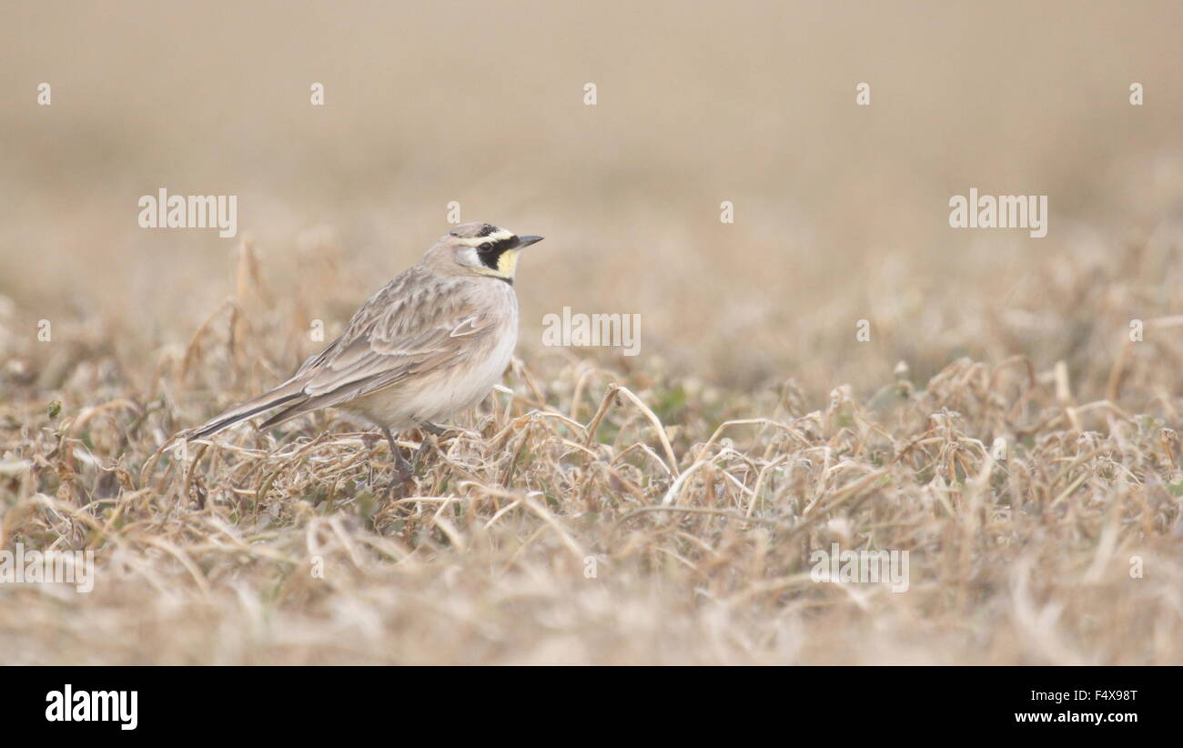 Horned lark nest hi-res stock photography and images - Alamy