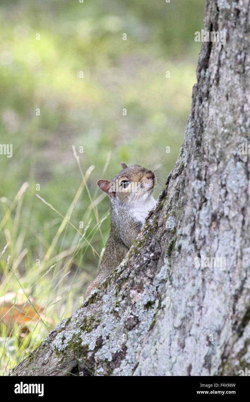 Squirrel tree dog hi-res stock photography and images - Alamy
