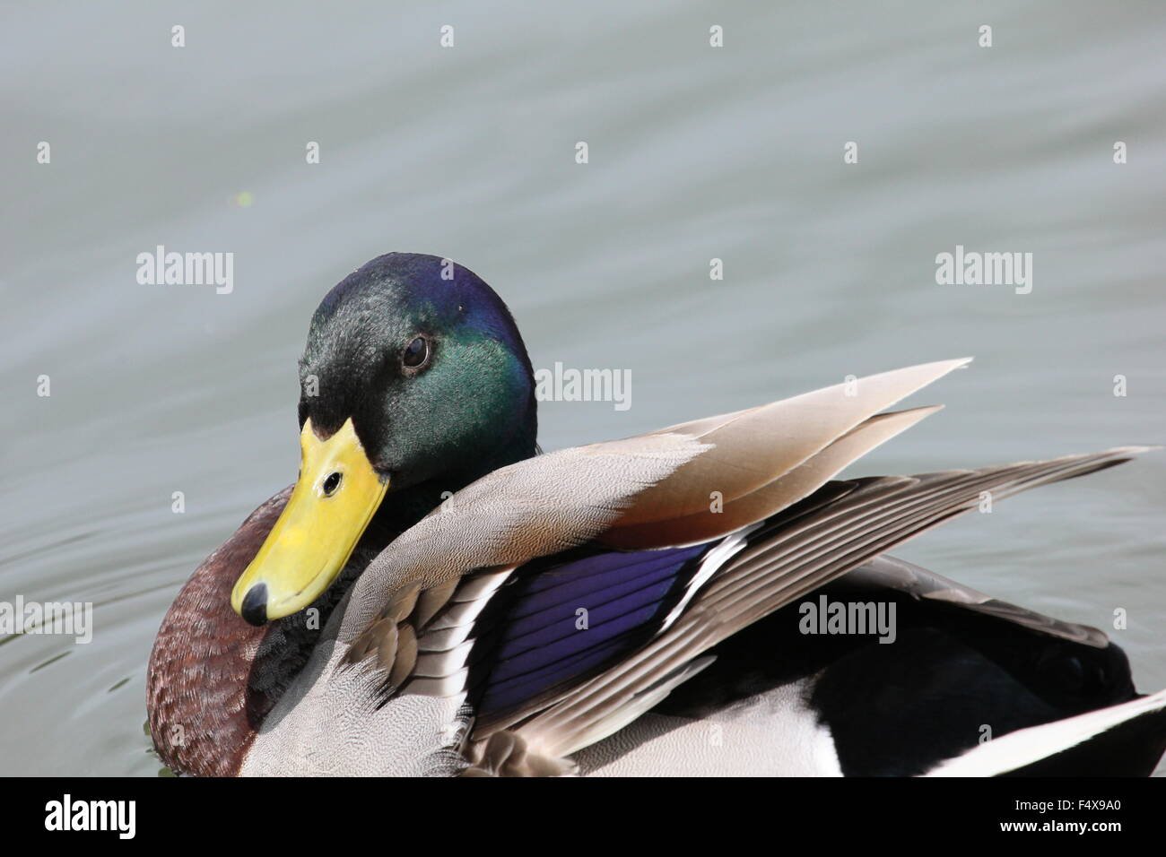 Male mallard duck in water Stock Photo - Alamy