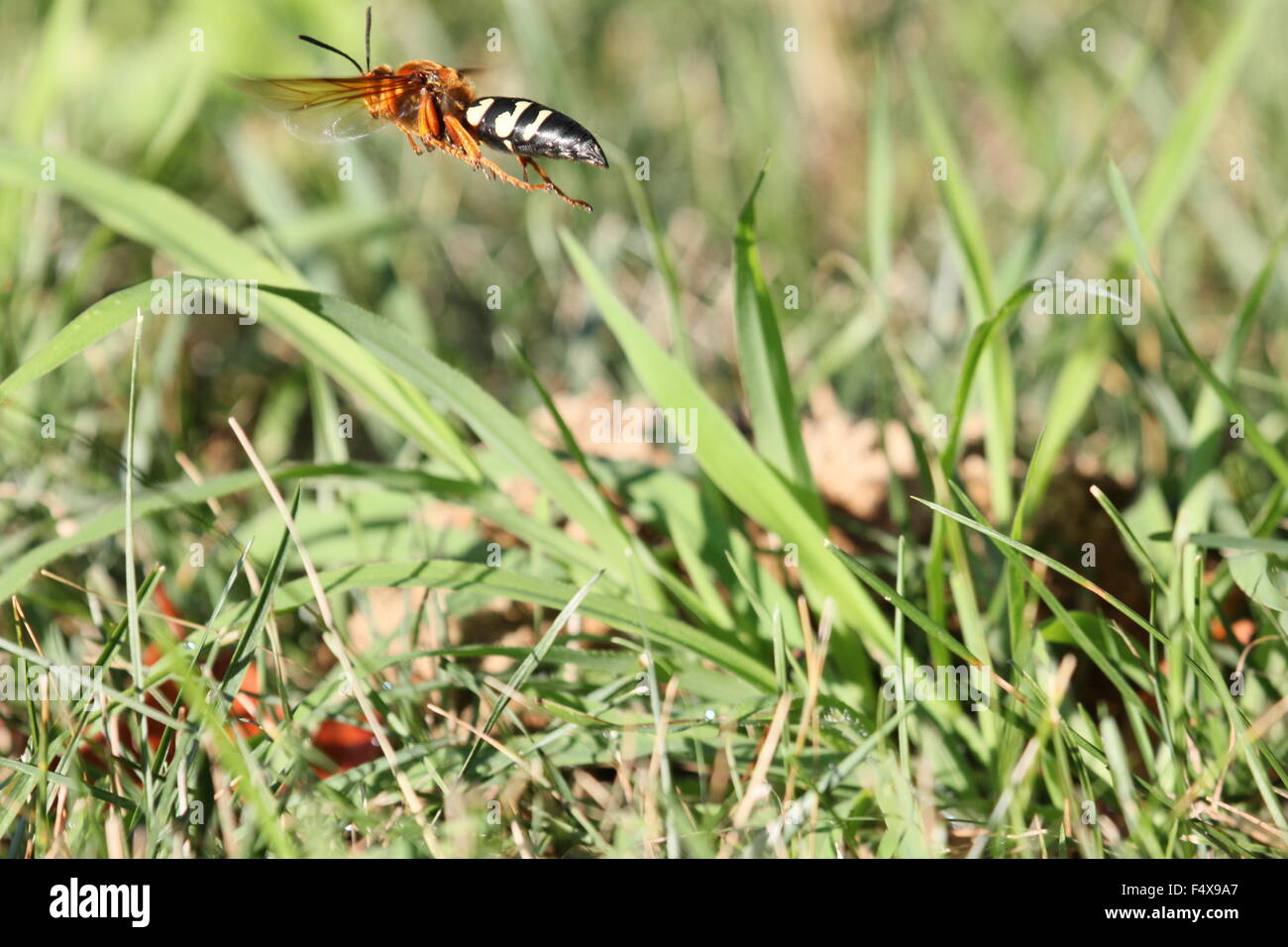 Cicada killer wasp hi-res stock photography and images - Alamy