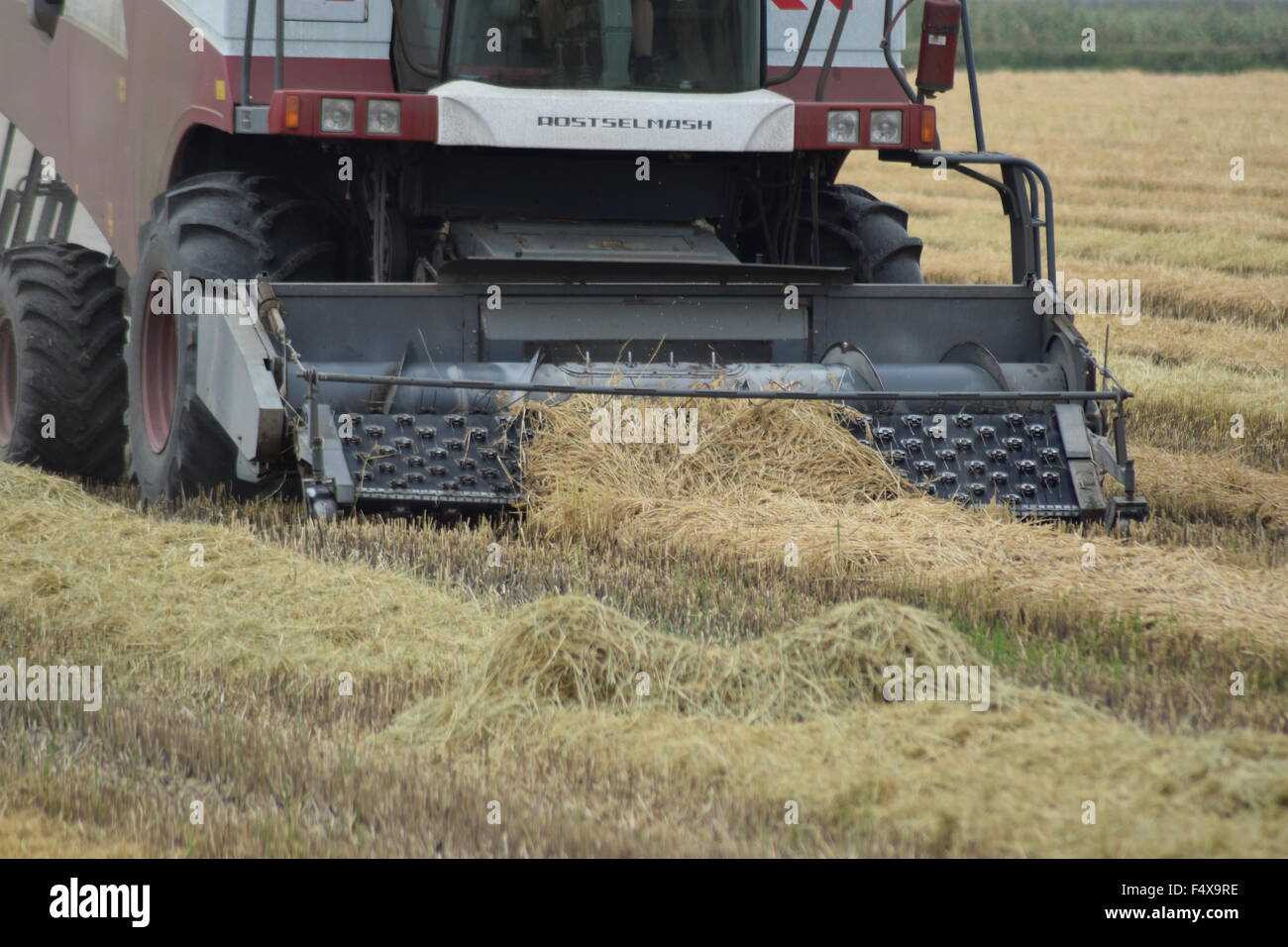 Rice harvesting by the combine. Autumn harvesting on fields Stock Photo ...