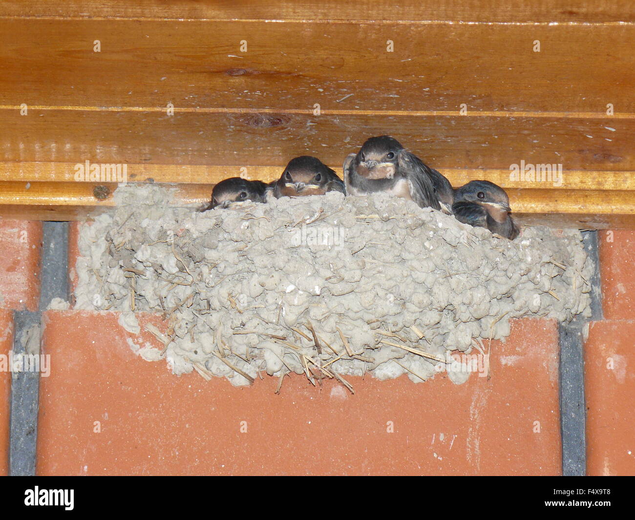 Swallow nest with the grown-up baby birds. Reproduction of nested birds ...