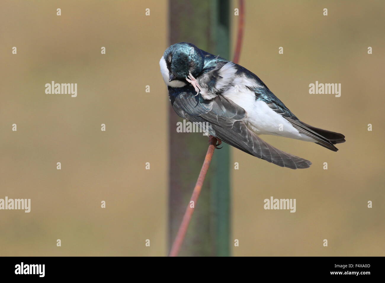 Tree swallow scratching its head Stock Photo - Alamy