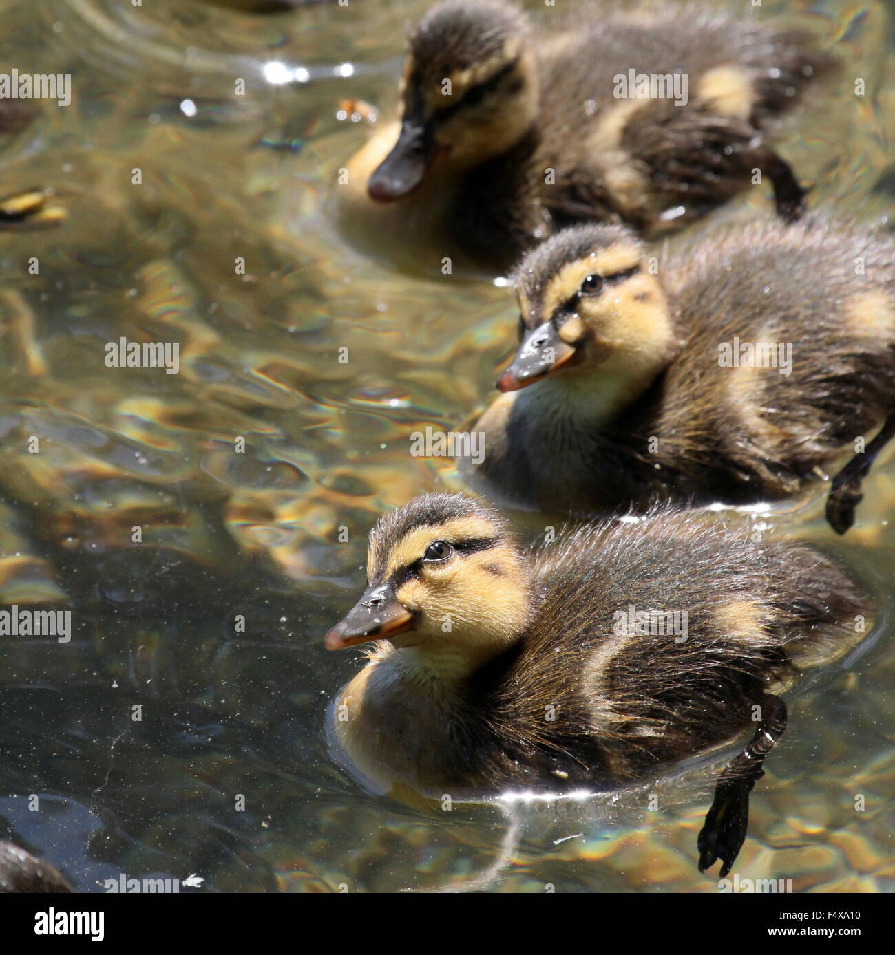 Baby ducks looking at the camera Stock Photo - Alamy