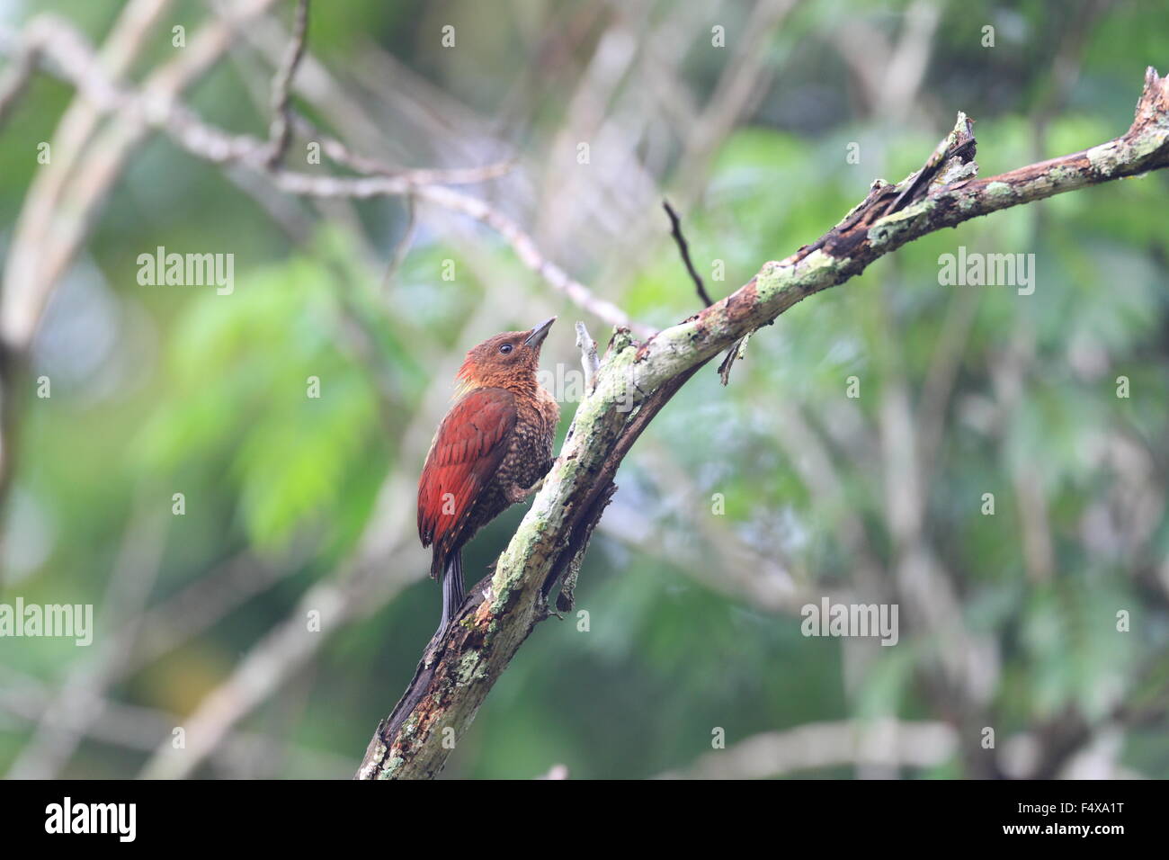Banded Woodpecker (Picus miniaceus Stock Photo - Alamy