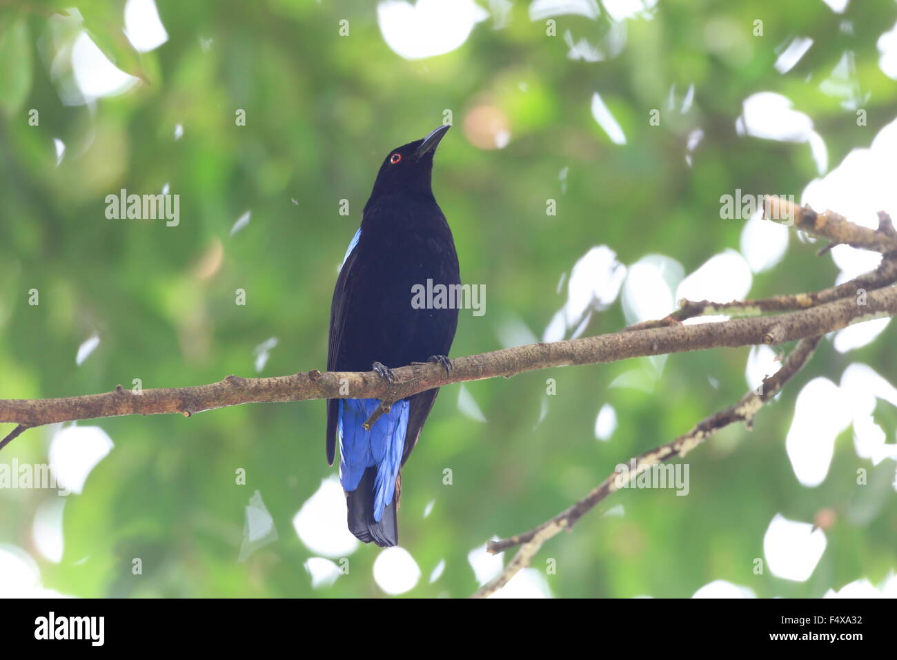 A closeup photo of asian fairy-bluebird Stock Photo - Alamy
