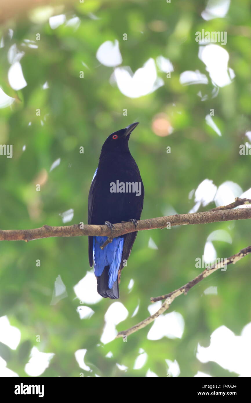A closeup photo of asian fairy-bluebird Stock Photo - Alamy