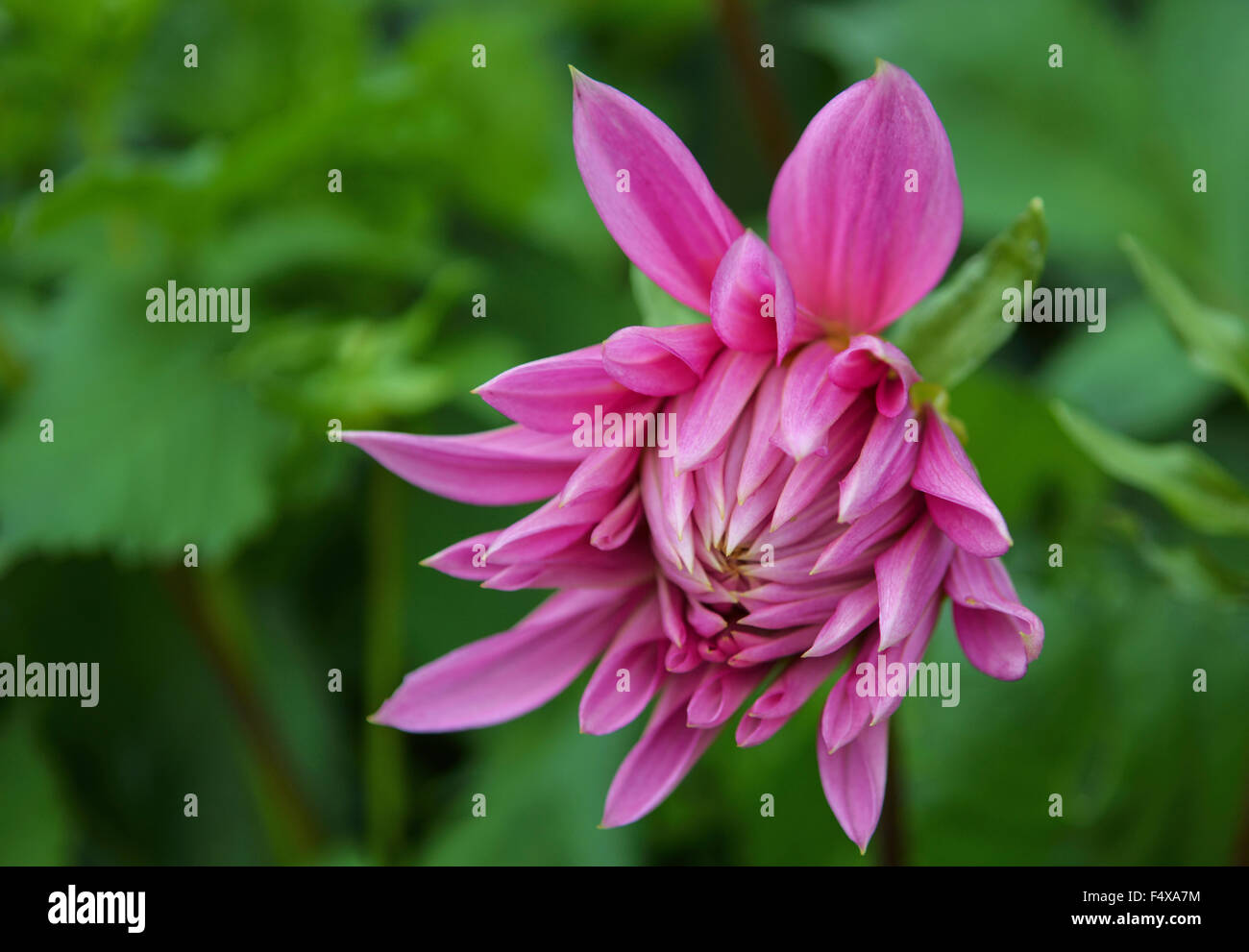 Pink single flower Stock Photo - Alamy