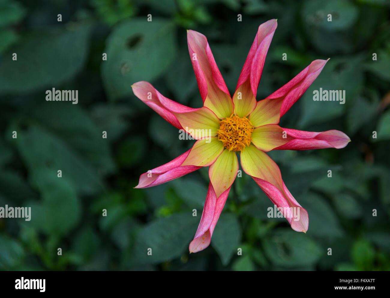 curled petal flower Stock Photo - Alamy