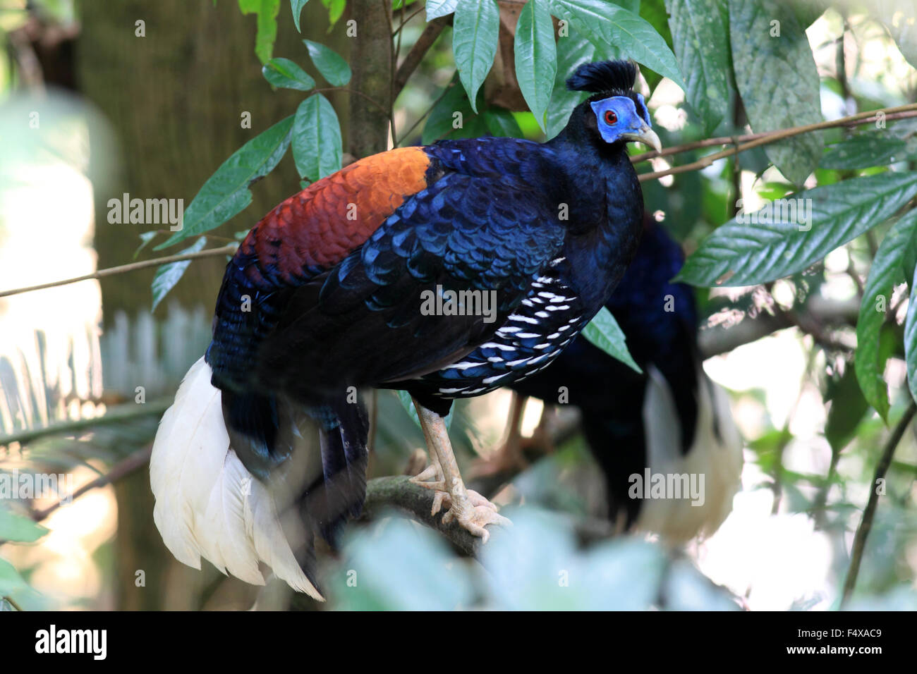 Crested fireback pheasant (Lophura ignita) in Taman Negara National ...