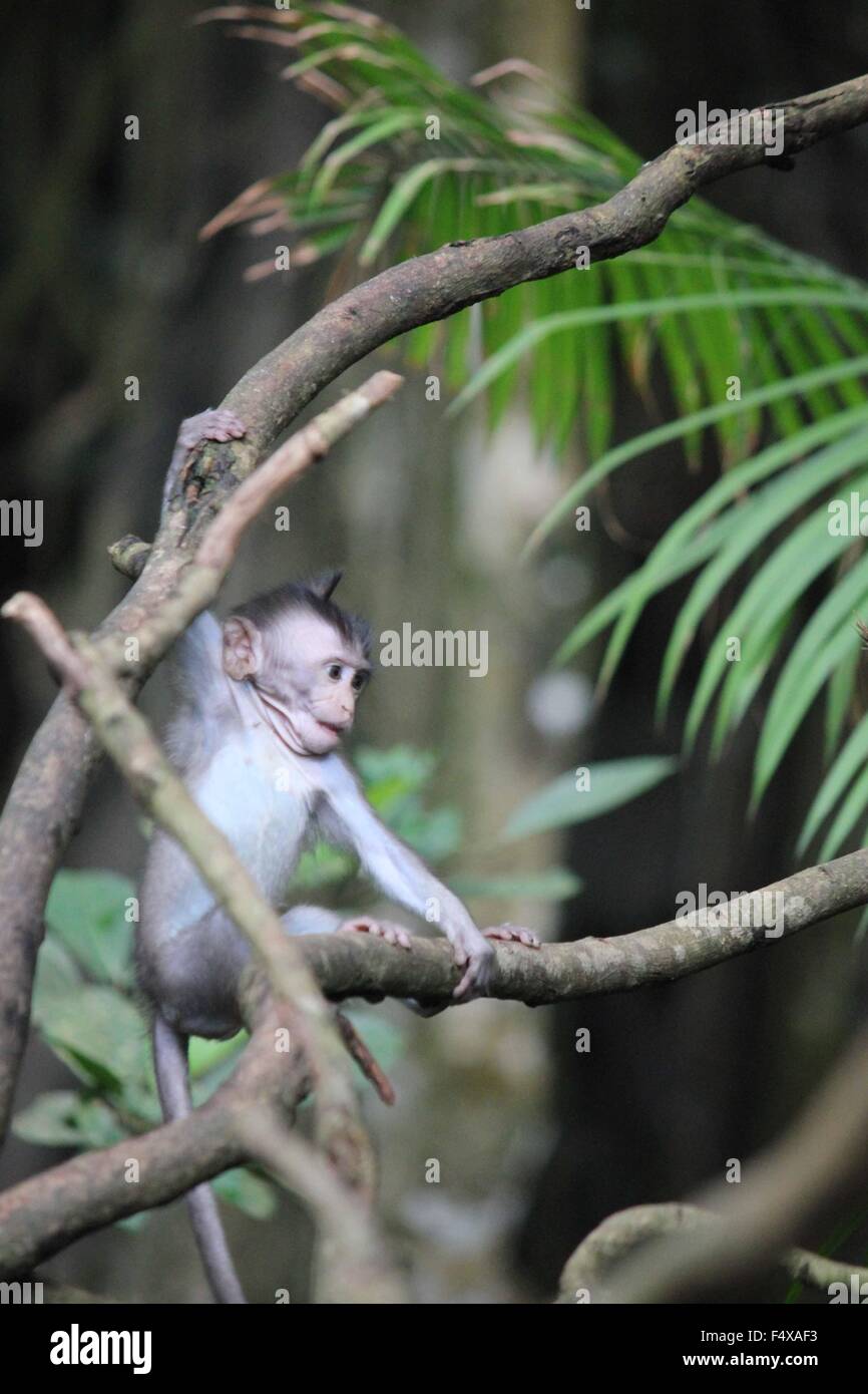 Newborn primate hi-res stock photography and images - Alamy