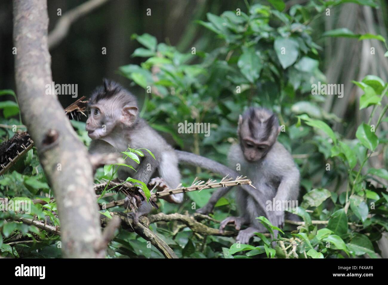 Monkey no climb tree hi-res stock photography and images - Alamy