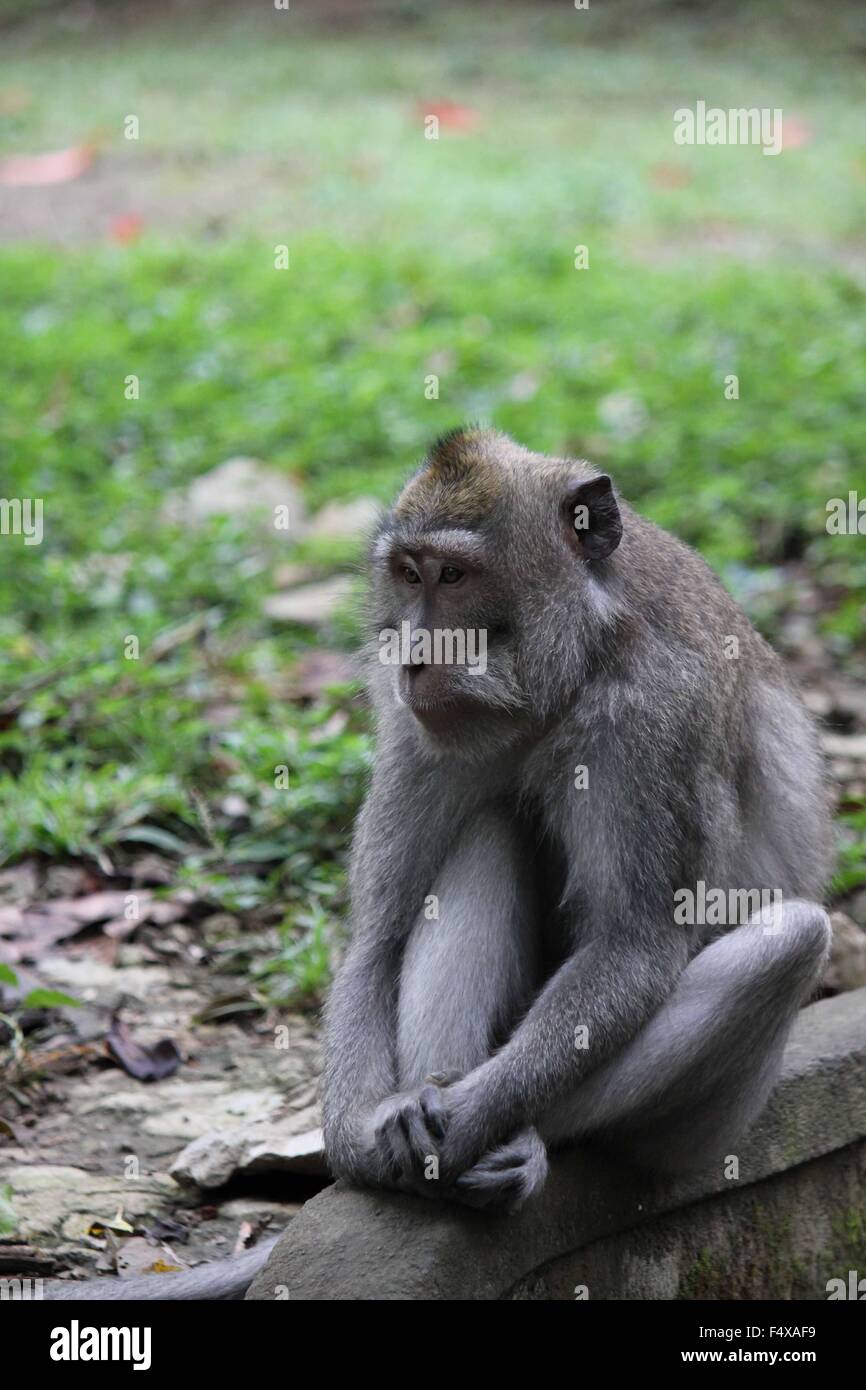 Monkey seems hi-res stock photography and images - Alamy