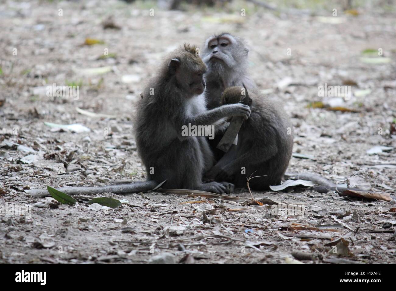 UBUD, INDONESIA - JULY 7 2012: Monkey scratch another one in the Ubud ...