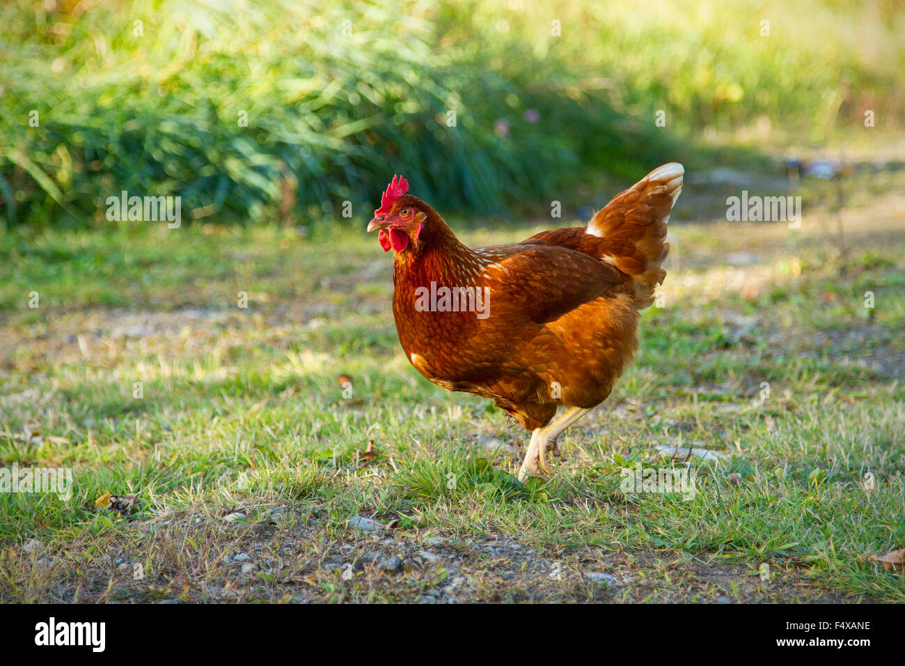 Hen chicken farmyard hi-res stock photography and images - Alamy