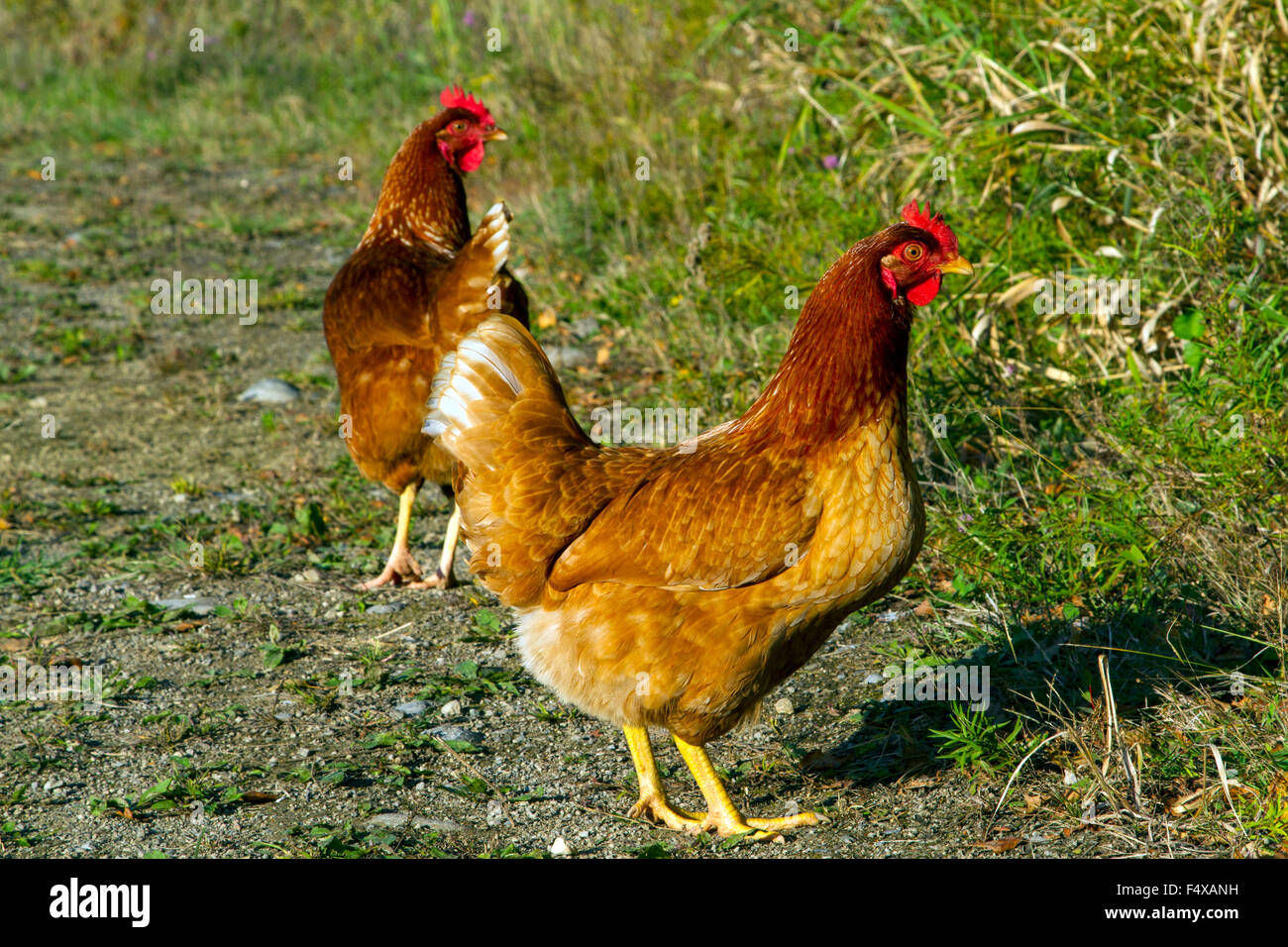 rust colored free range hens Stock Photo - Alamy