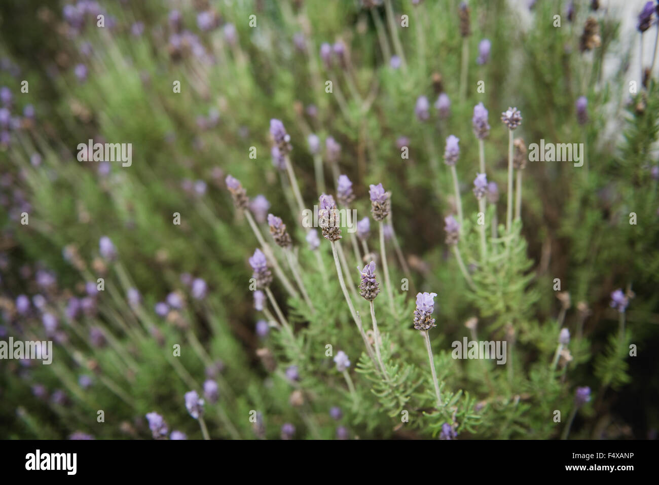 Lavender Bush Stock Photos & Lavender Bush Stock Images - Alamy