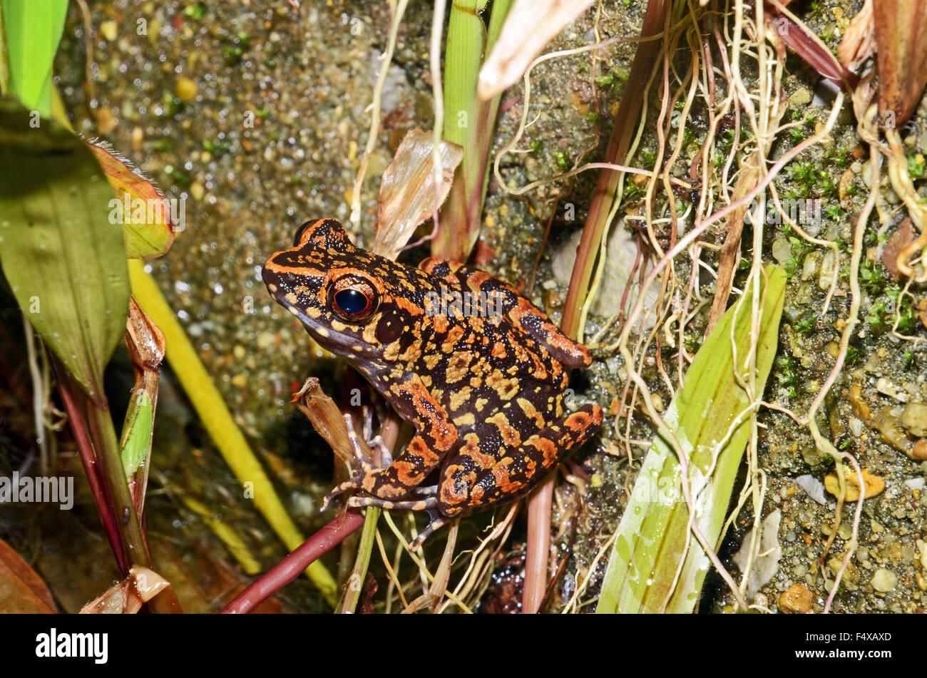Spotted Stream Frog (Hylarana picturata), Gunung Gading National Park ...