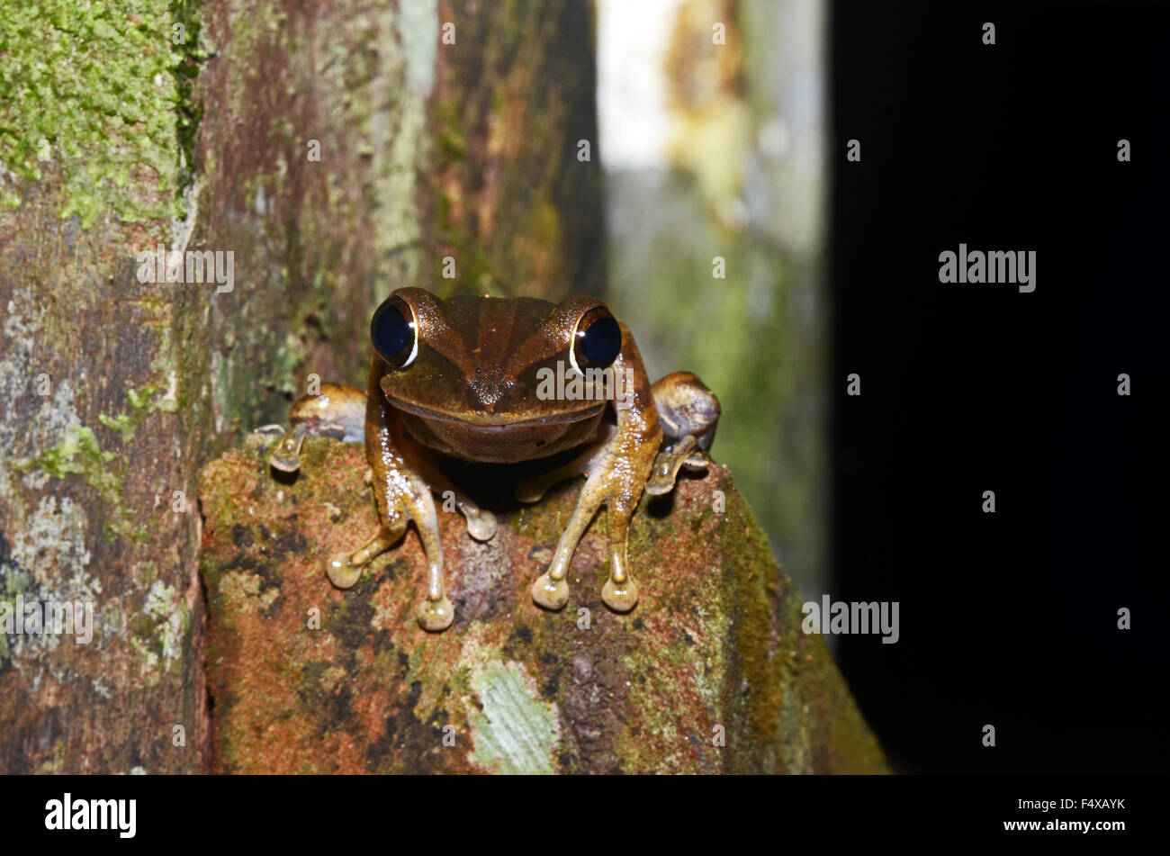 Tree frog, Kubah National Park, Malaysia Stock Photo - Alamy